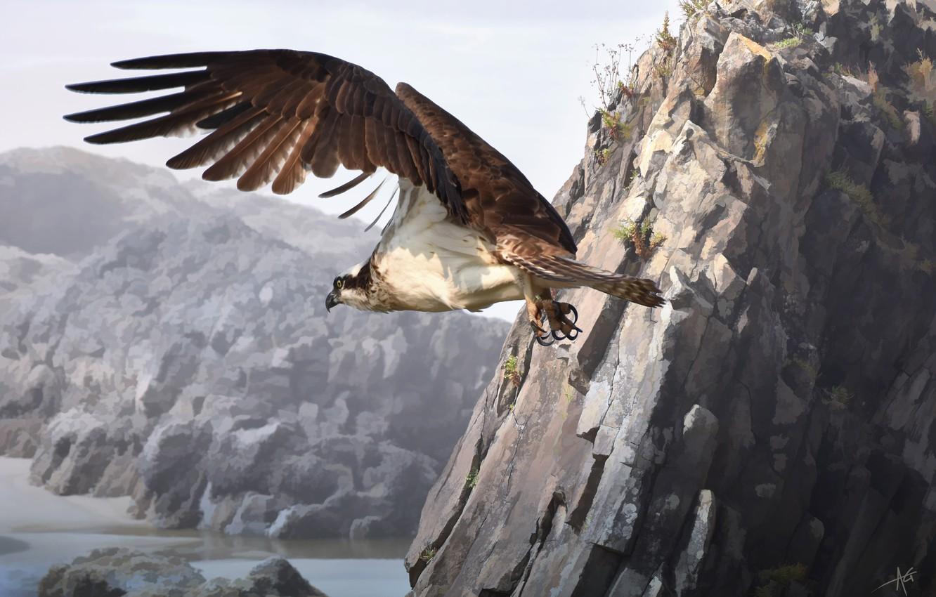 Osprey Wallpapers - Top Free Osprey Backgrounds - WallpaperAccess