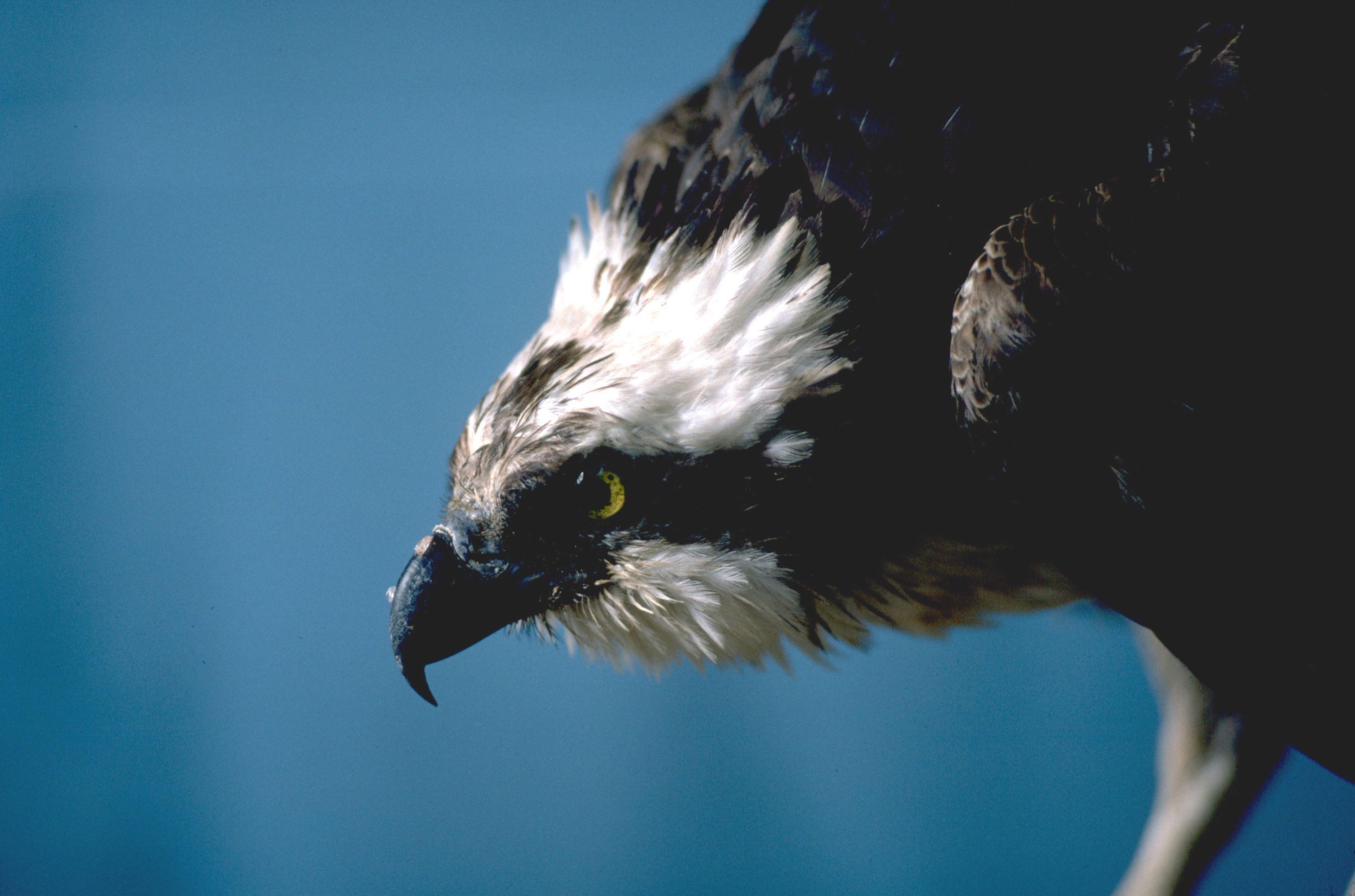 Osprey Wallpapers - Top Free Osprey Backgrounds - WallpaperAccess