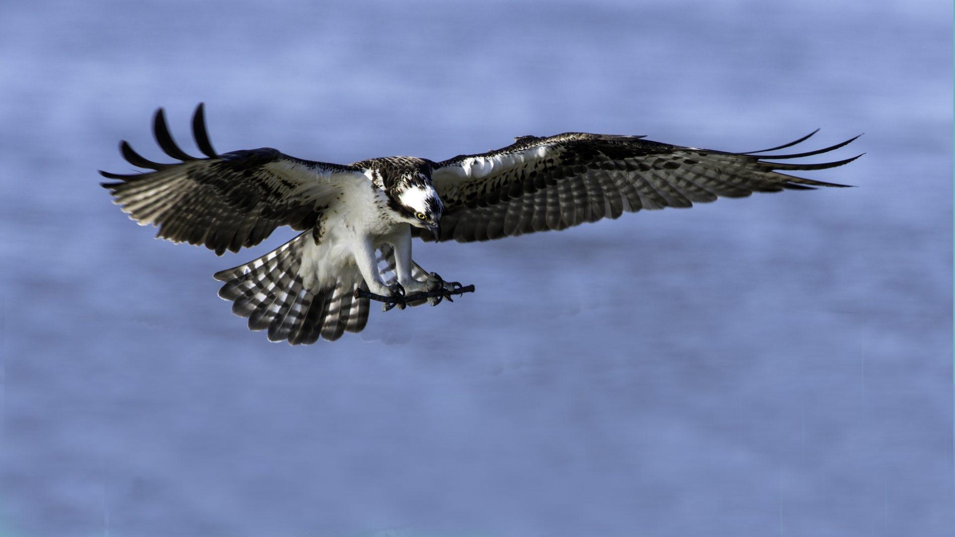 Osprey Wallpapers - Top Free Osprey Backgrounds - WallpaperAccess