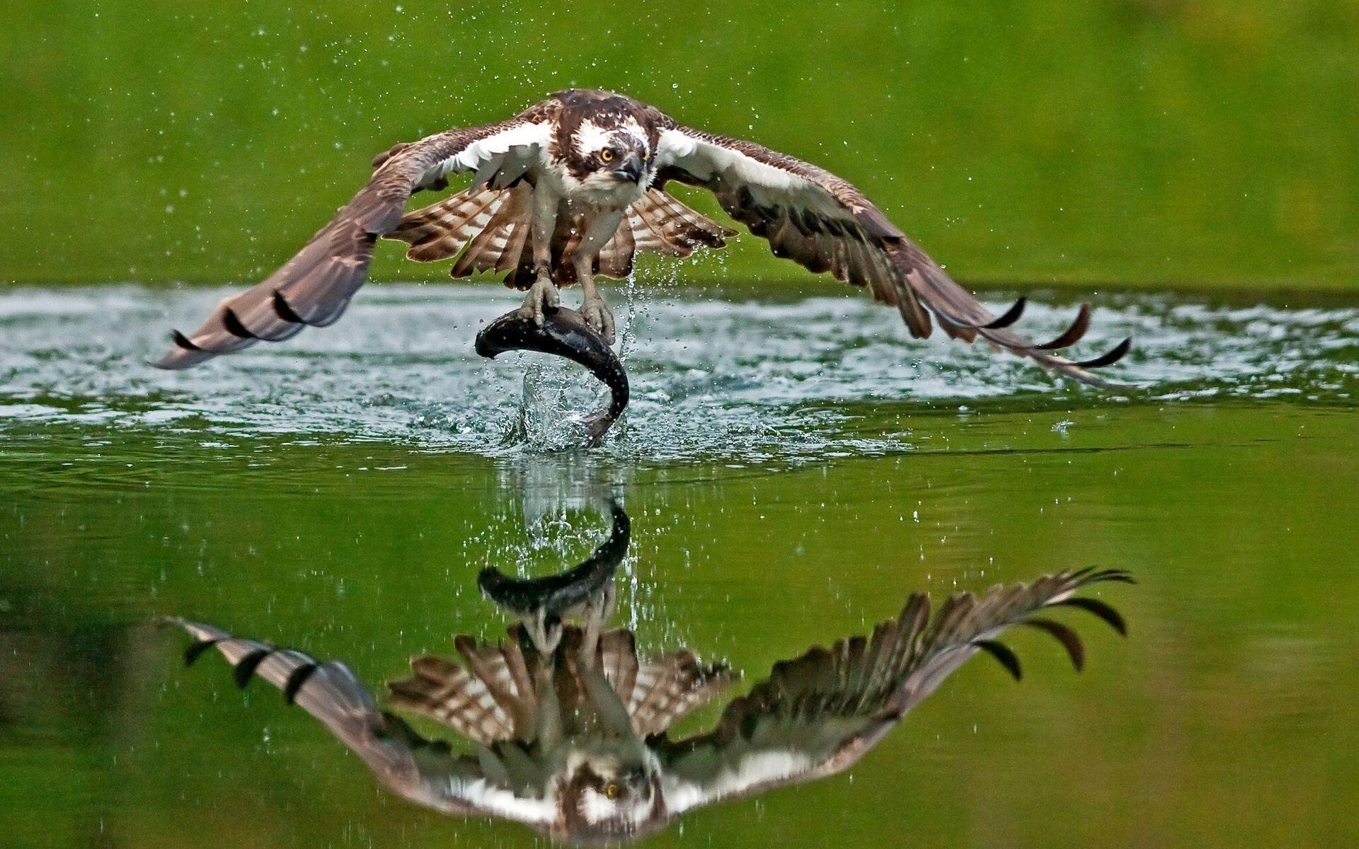 Osprey Wallpapers - Top Free Osprey Backgrounds - WallpaperAccess