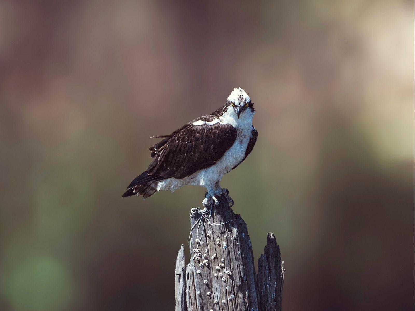Osprey Wallpapers - Top Free Osprey Backgrounds - WallpaperAccess