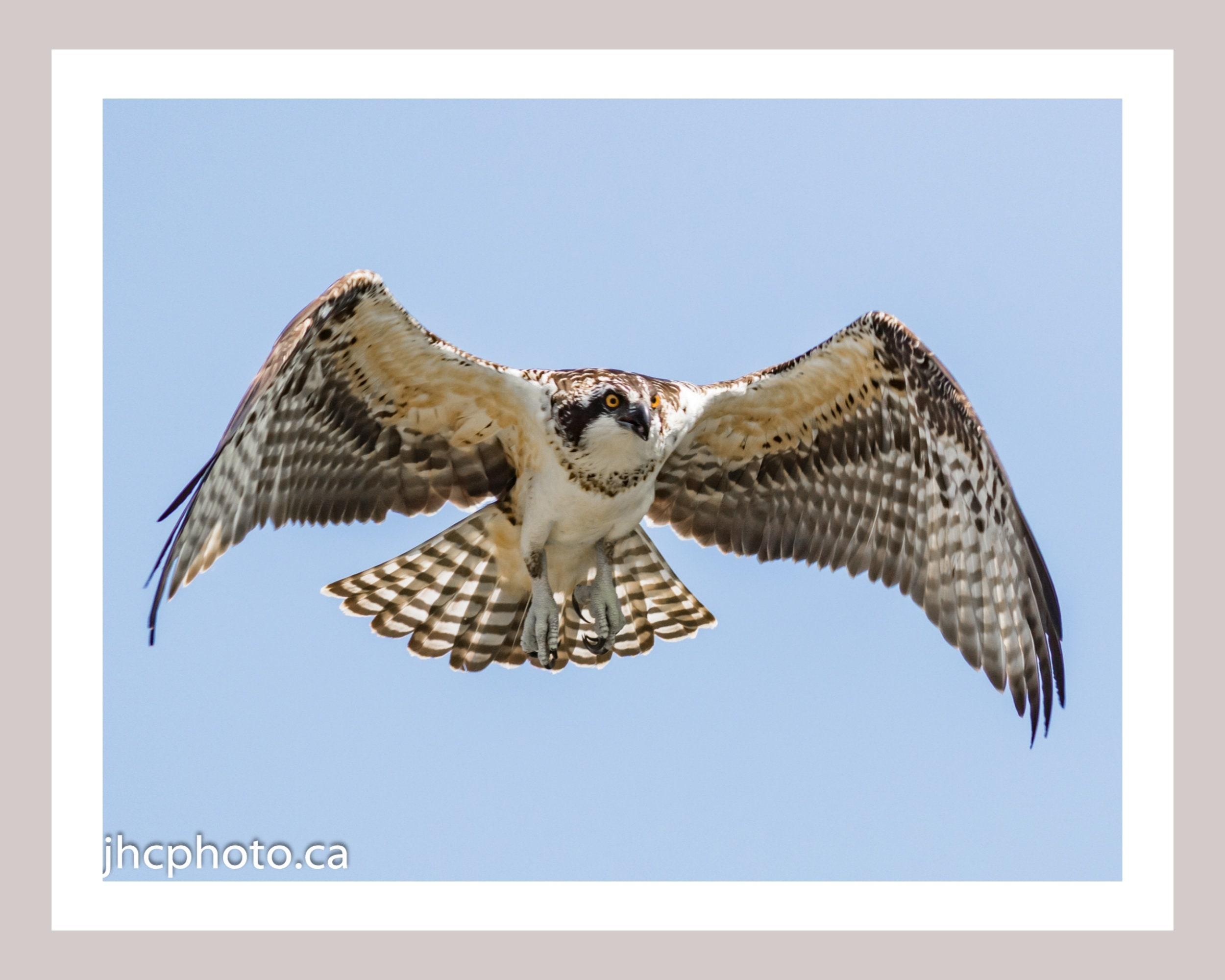 Osprey Wallpapers - Top Free Osprey Backgrounds - WallpaperAccess