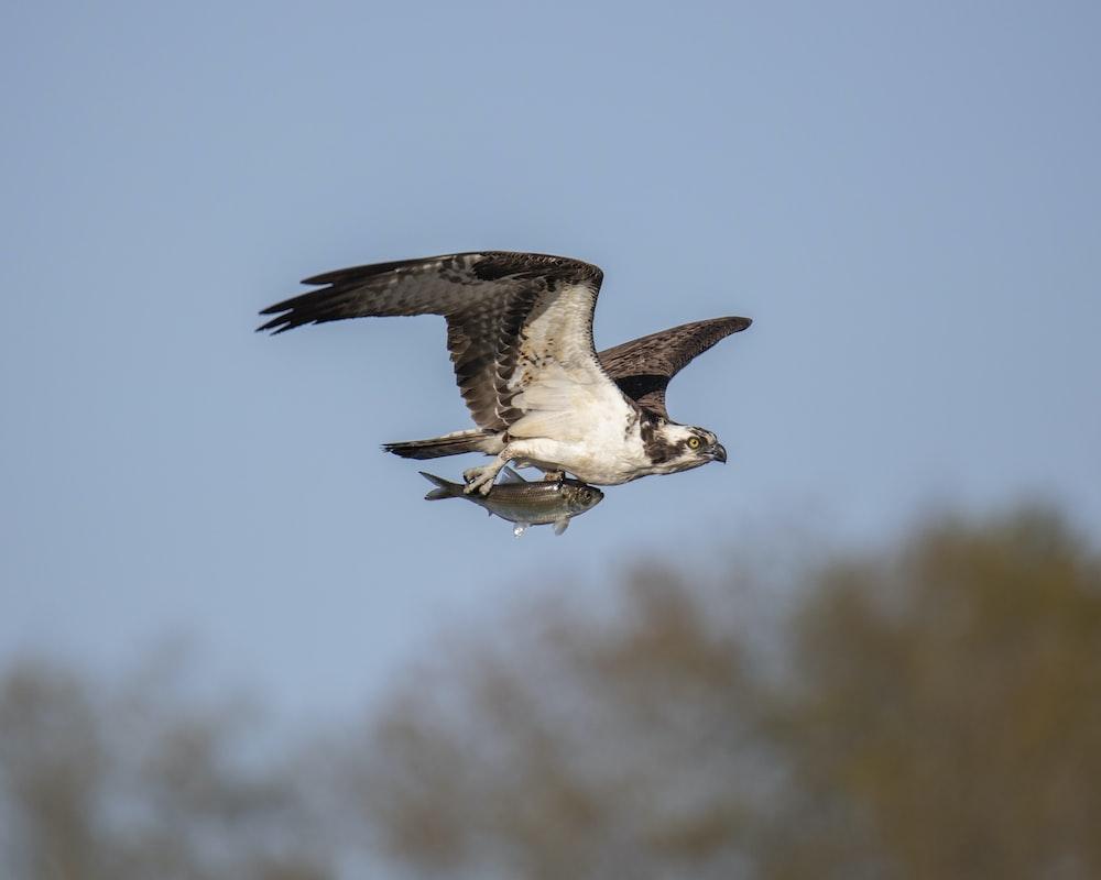 Osprey Wallpapers - Top Free Osprey Backgrounds - WallpaperAccess