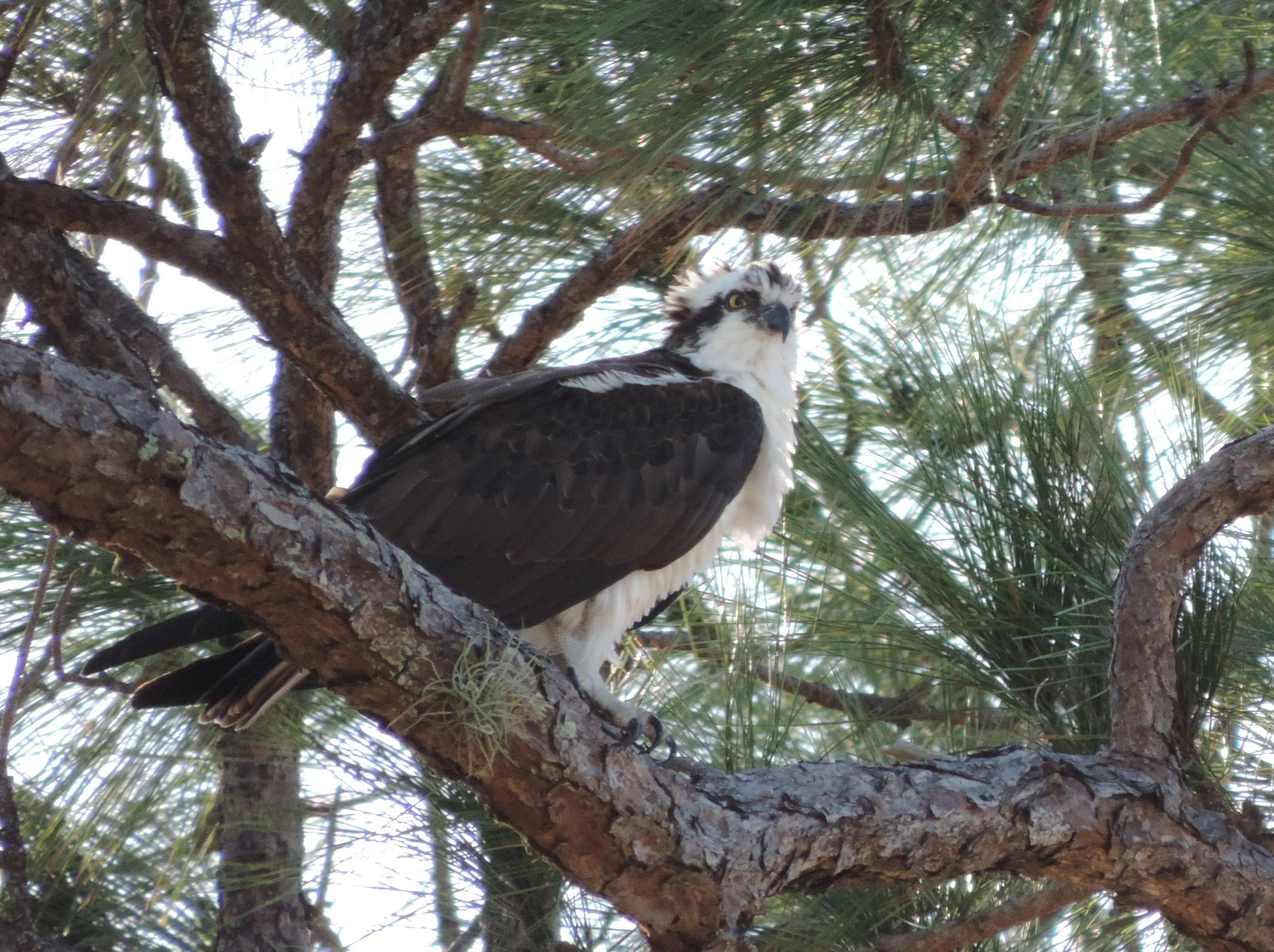 Osprey Wallpapers - Top Free Osprey Backgrounds - WallpaperAccess
