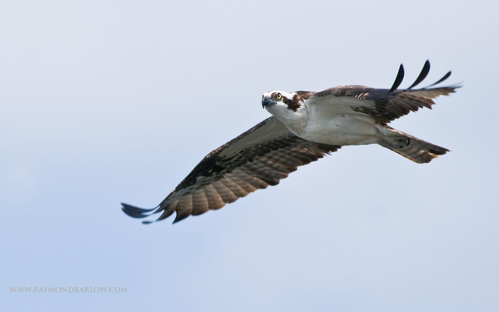 Osprey Wallpapers - Top Free Osprey Backgrounds - WallpaperAccess