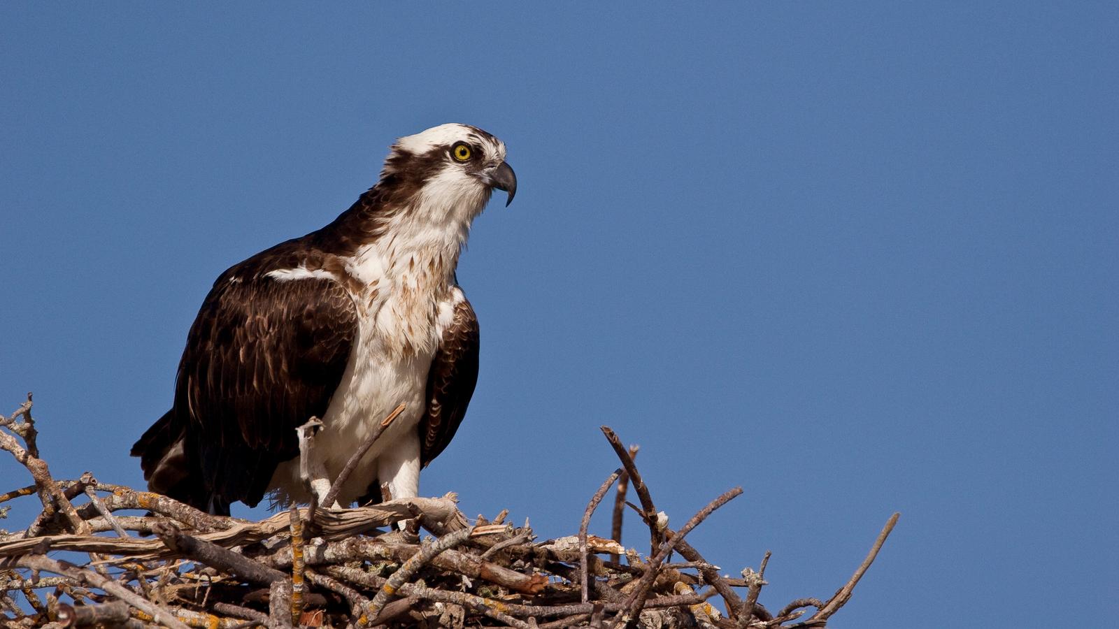 Osprey Wallpapers - Top Free Osprey Backgrounds - WallpaperAccess