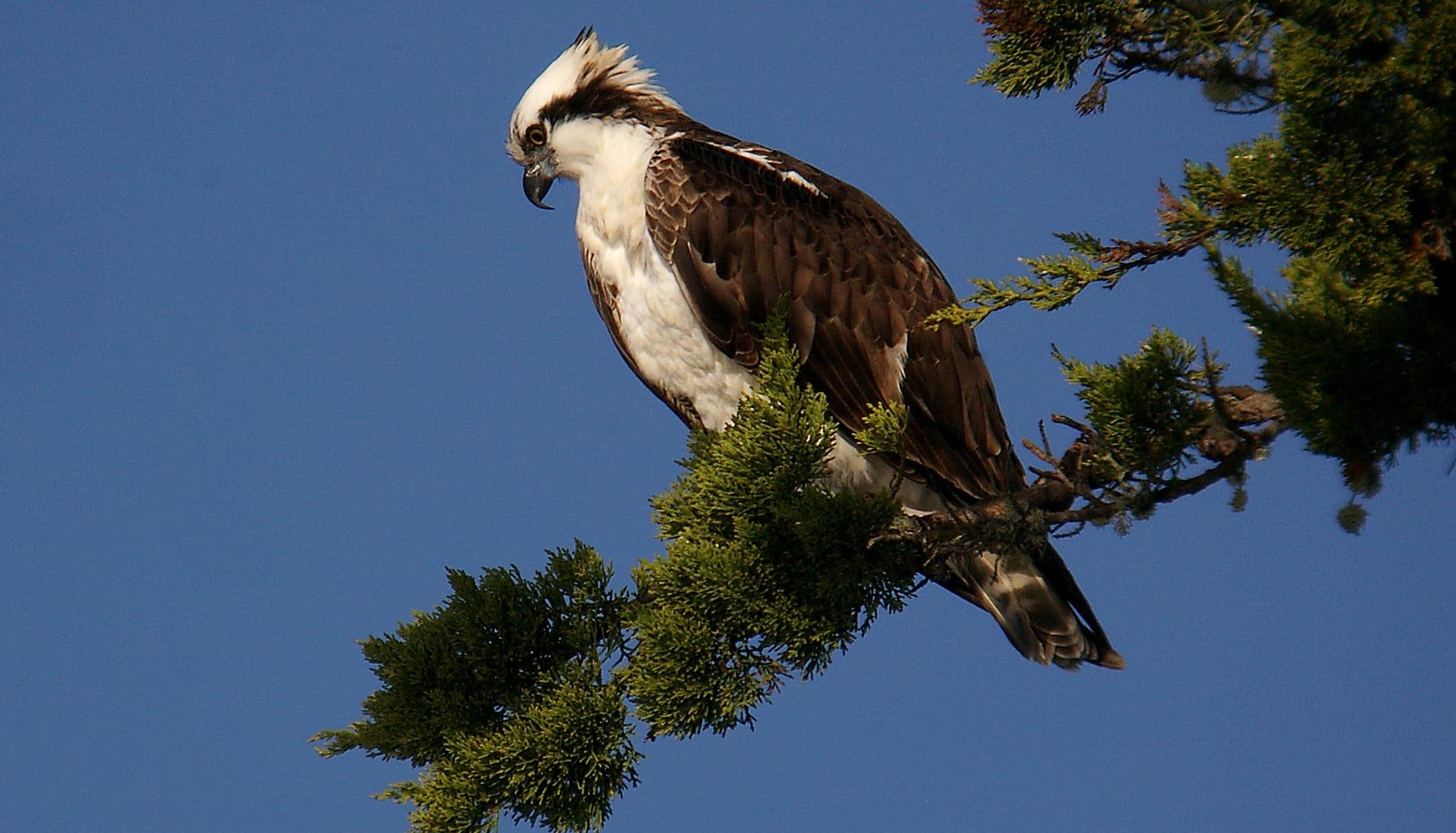 Osprey Wallpapers - Top Free Osprey Backgrounds - WallpaperAccess