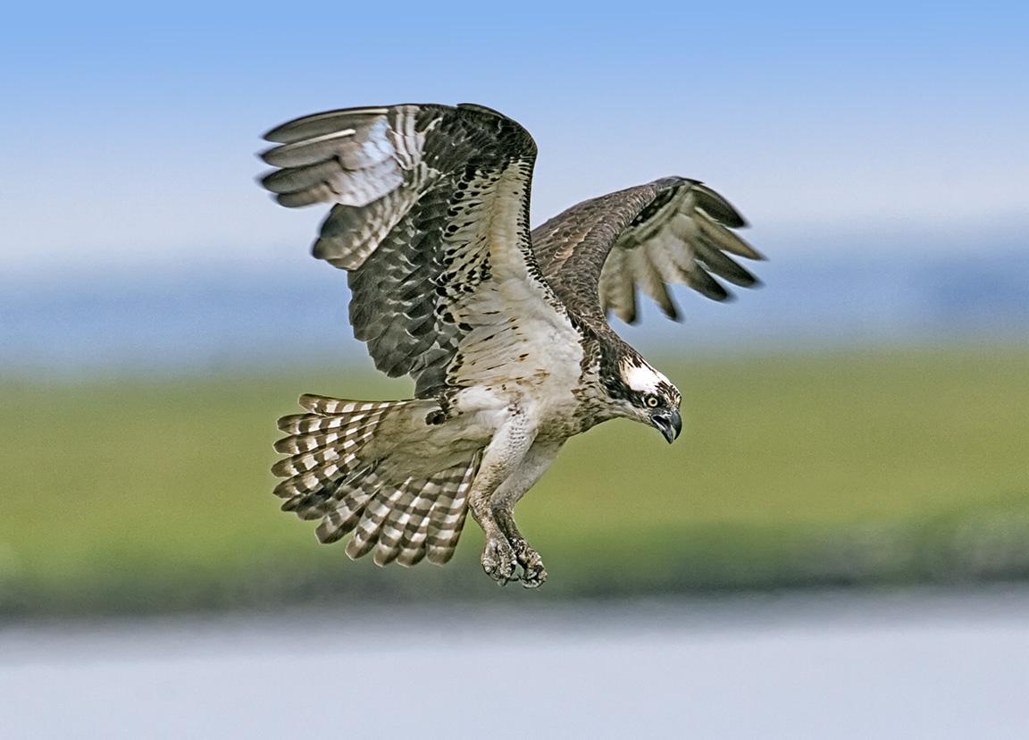 Osprey Wallpapers - Top Free Osprey Backgrounds - WallpaperAccess