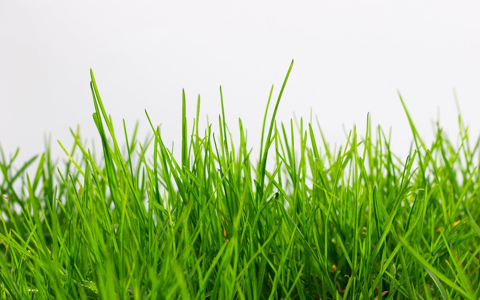 Cartoon Grass Wallpapers - Top Free Cartoon Grass Backgrounds ...