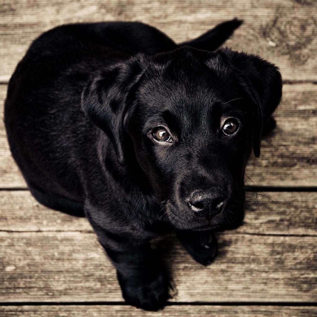 Black Lab Puppies Wallpapers - Top Free Black Lab Puppies Backgrounds ...