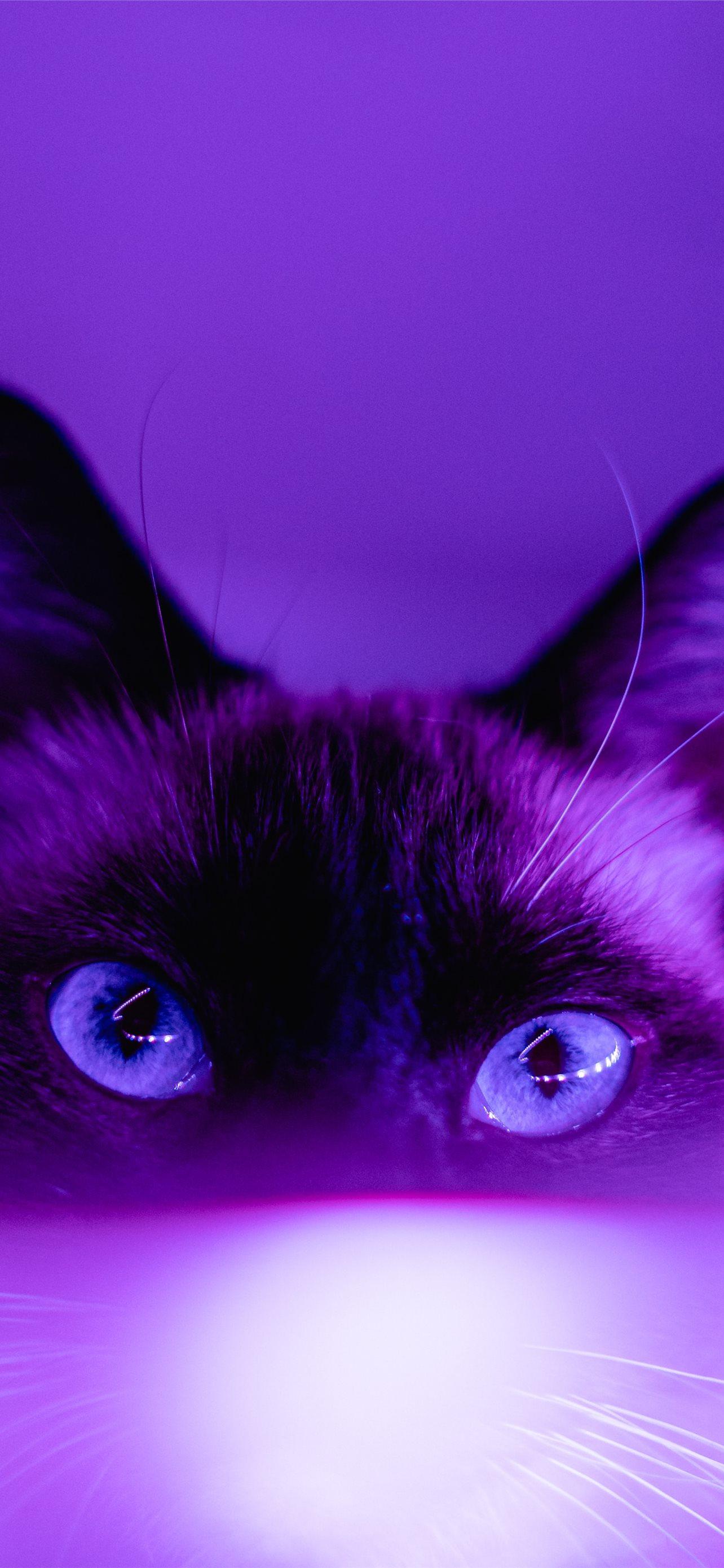 Yellow Aesthetic Cat Wallpapers - Top Free Yellow Aesthetic Cat ...
