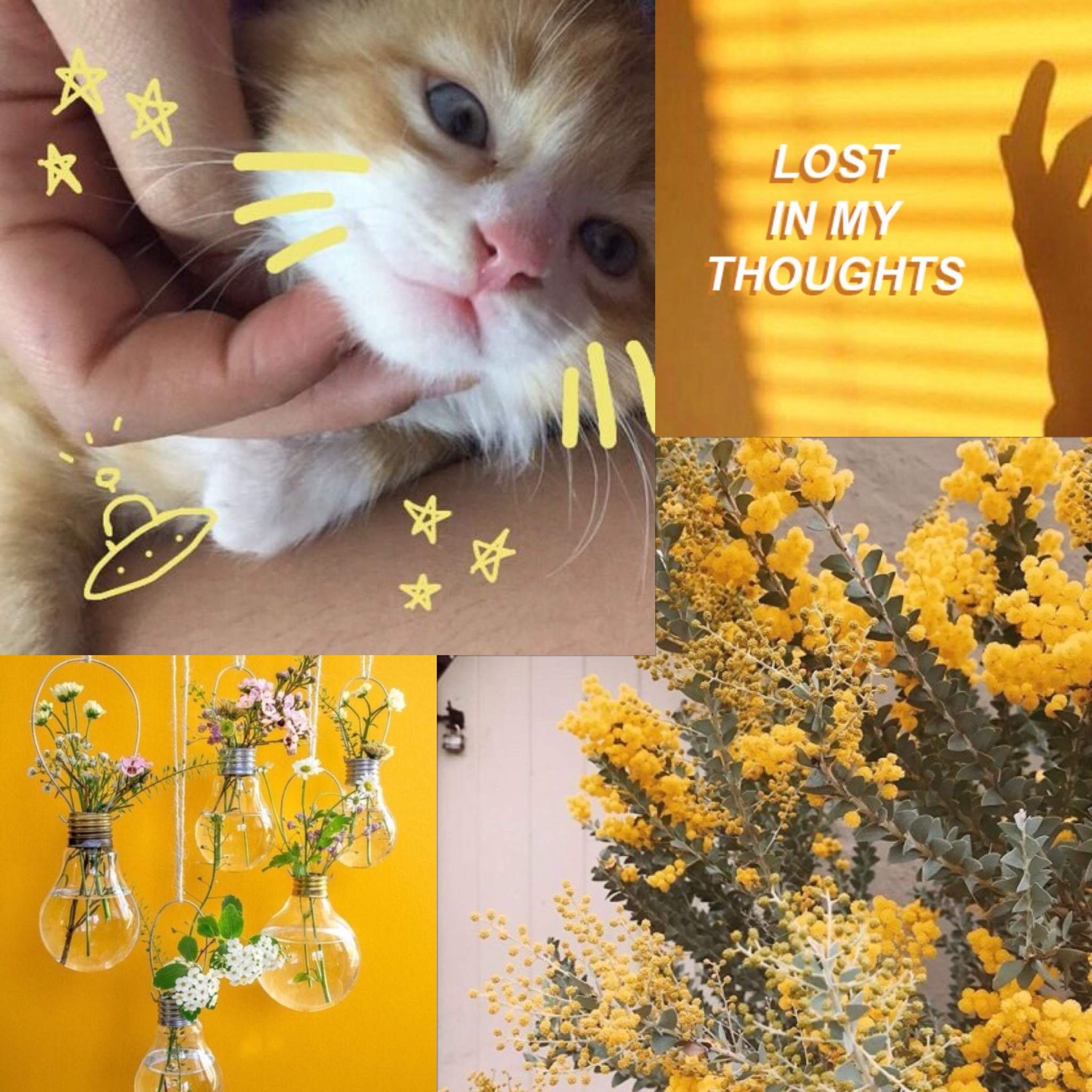 Yellow Aesthetic Cat Wallpapers - Top Free Yellow Aesthetic Cat ...