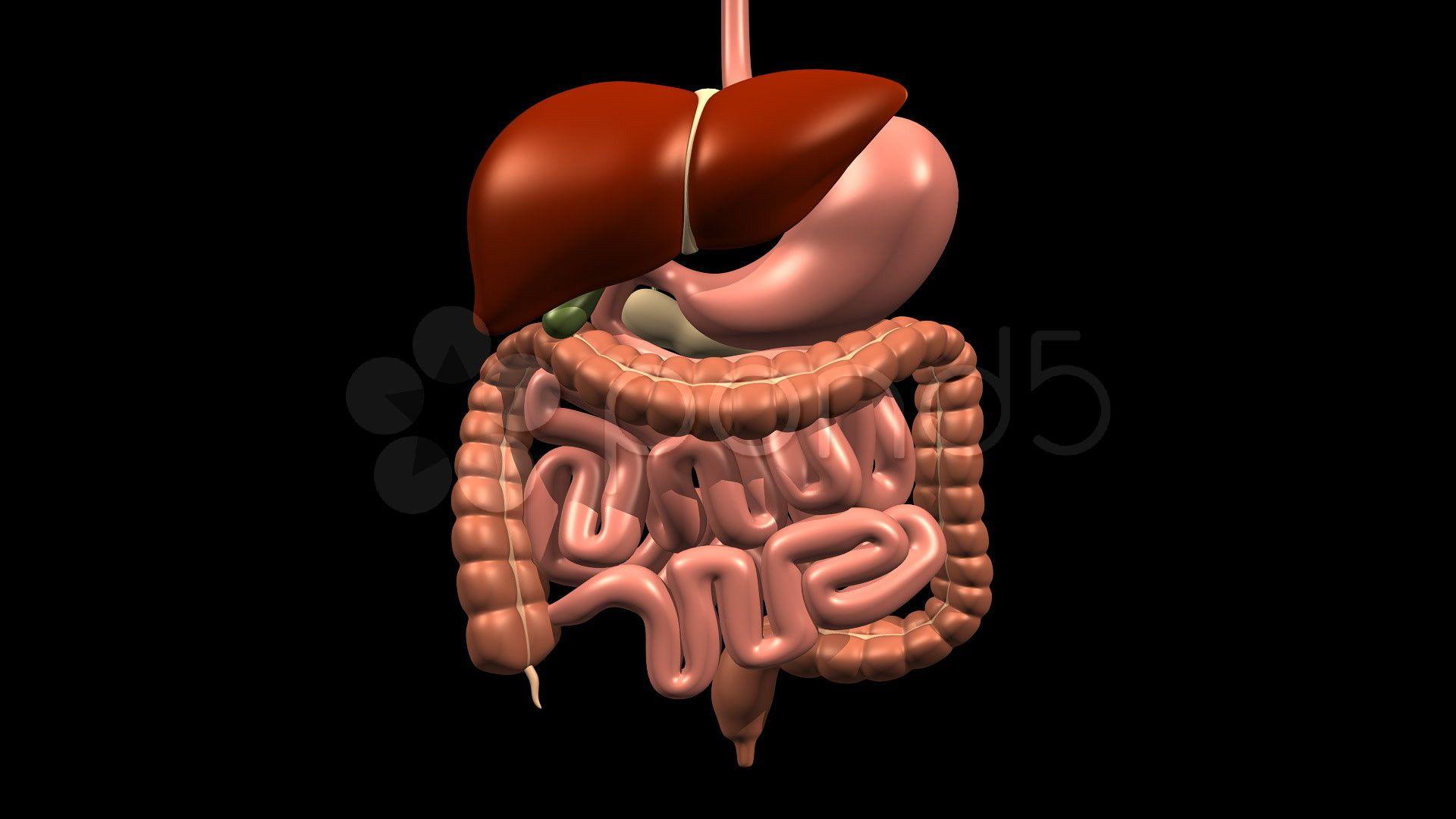 Human Digestive System Wallpapers - Top Free Human Digestive System ...