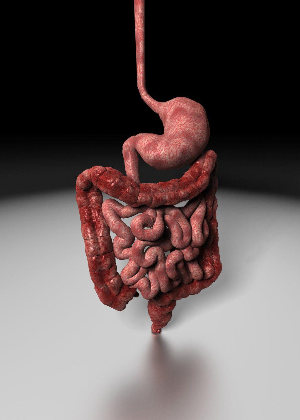 Human Digestive System Wallpapers - Top Free Human Digestive System ...