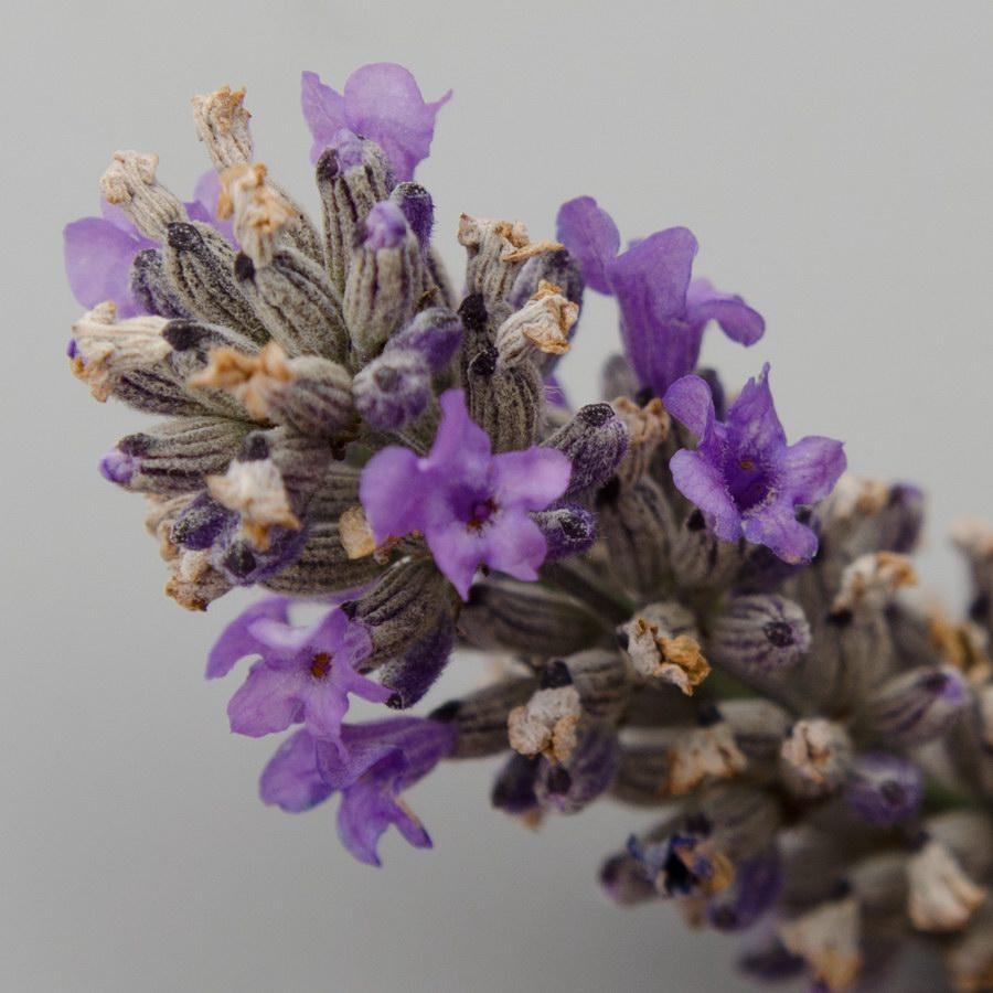 Dioxazine Wallpapers - Top Free Dioxazine Backgrounds - WallpaperAccess