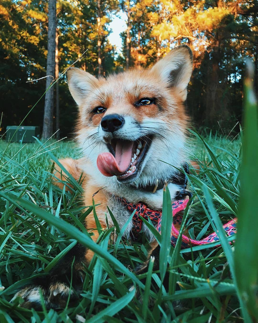 Juniper Fox Wallpapers - Top Free Juniper Fox Backgrounds - WallpaperAccess