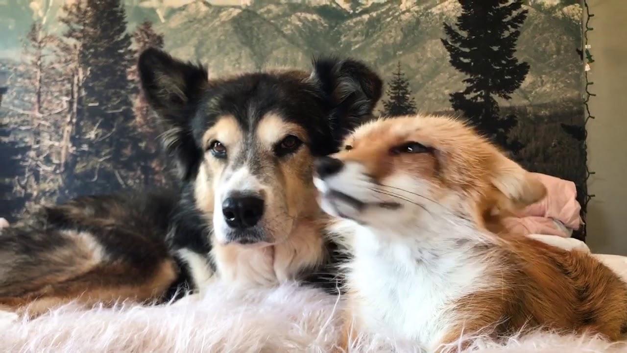 Juniper Fox Wallpapers - Top Free Juniper Fox Backgrounds - WallpaperAccess