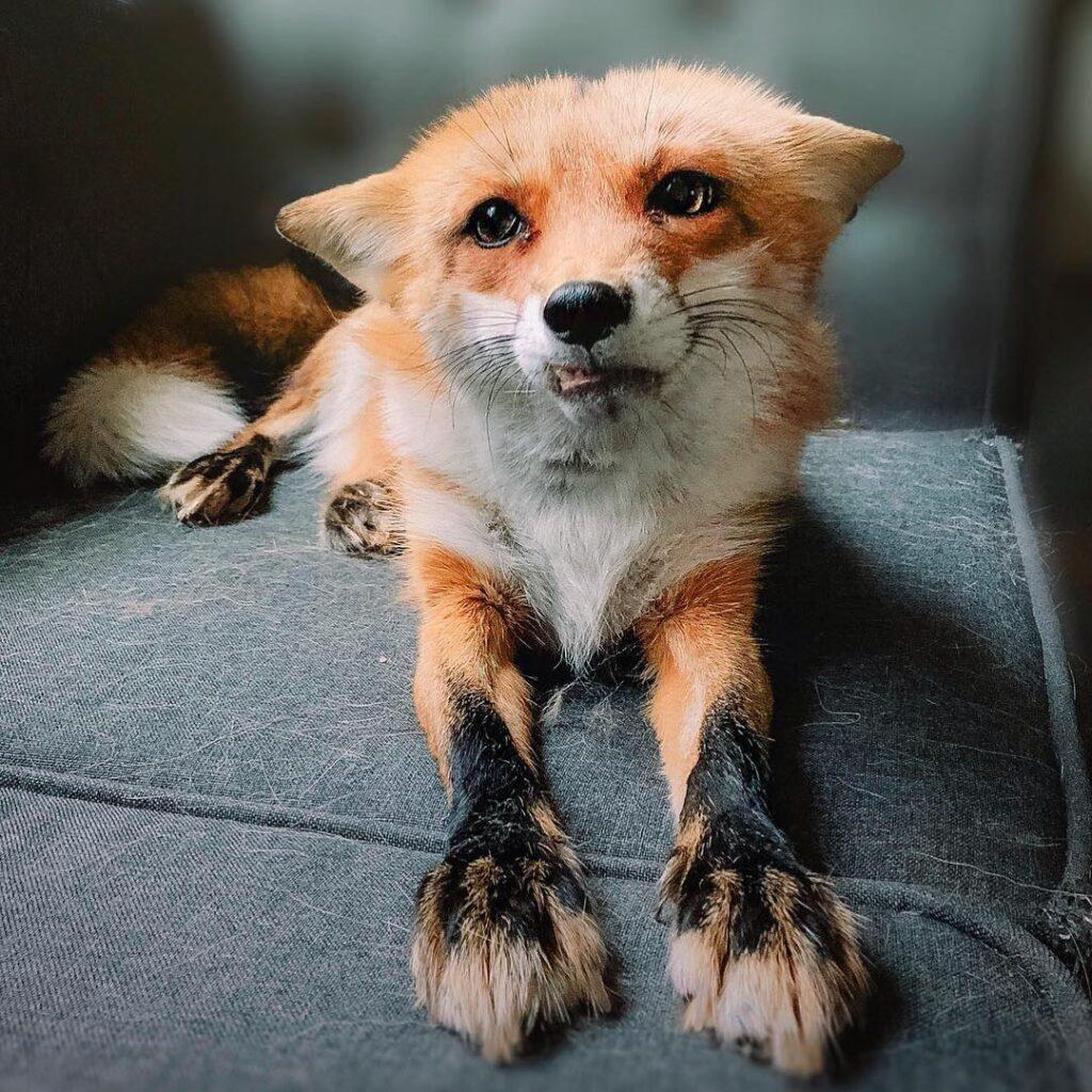 Juniper Fox Wallpapers - Top Free Juniper Fox Backgrounds - WallpaperAccess