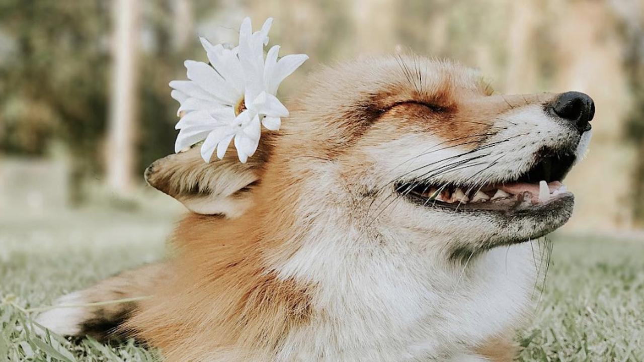 Juniper Fox Wallpapers - Top Free Juniper Fox Backgrounds - WallpaperAccess