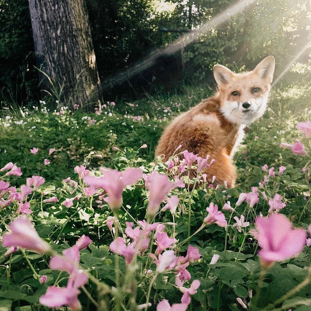 Juniper Fox Wallpapers - Top Free Juniper Fox Backgrounds - WallpaperAccess