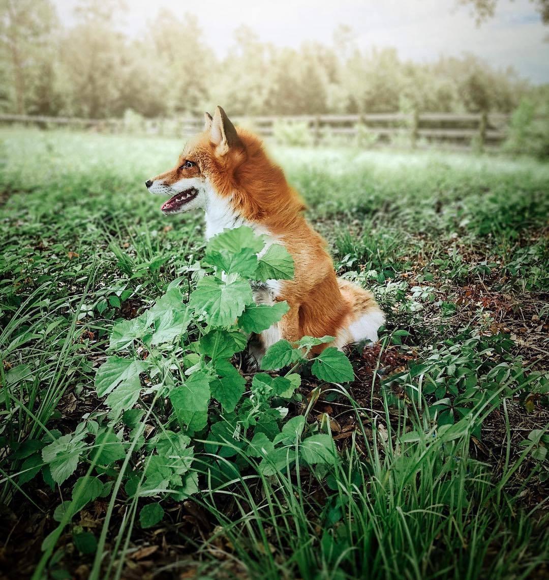 Juniper Fox Wallpapers Top Free Juniper Fox Backgrounds Wallpaperaccess