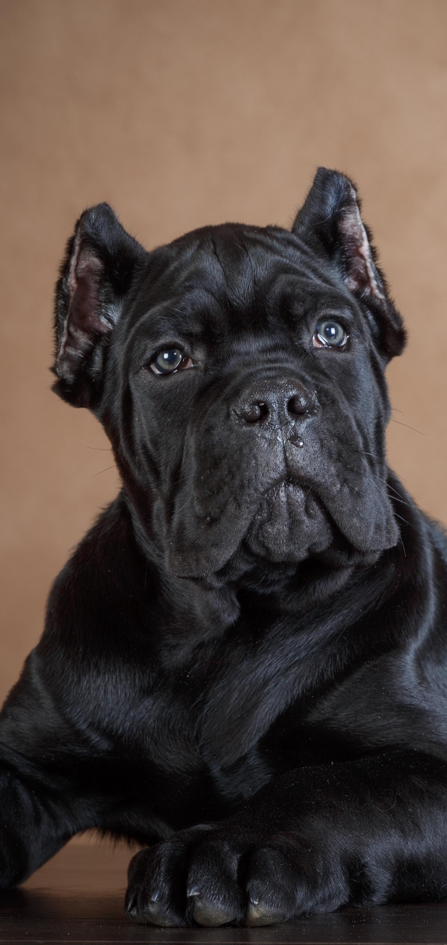 Black Cane Corso Wallpapers - Top Free Black Cane Corso Backgrounds ...