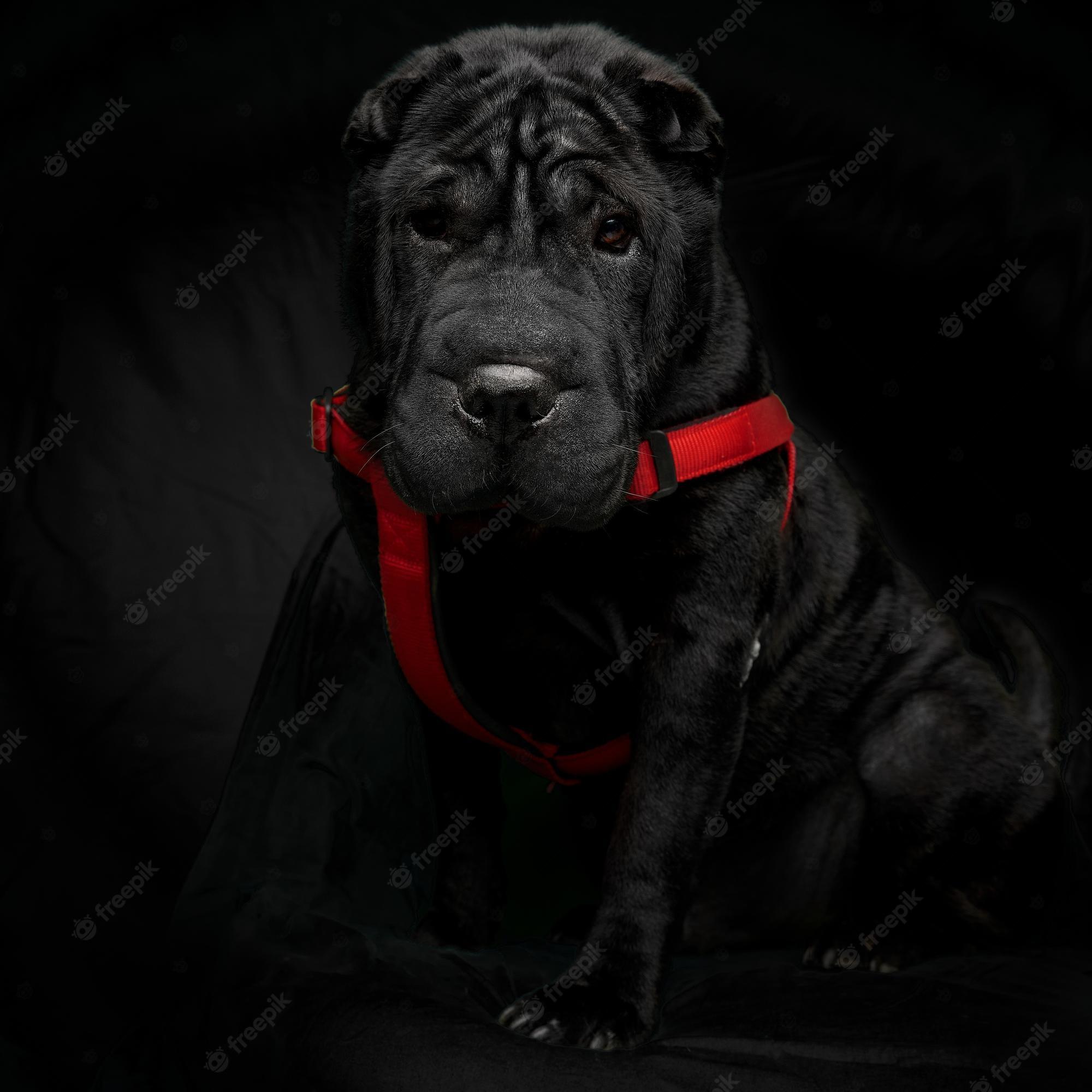 Black Cane Corso Wallpapers - Top Free Black Cane Corso Backgrounds ...