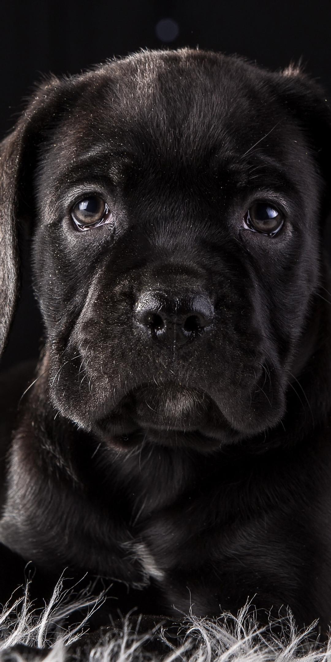 Black Cane Corso Wallpapers - Top Free Black Cane Corso Backgrounds ...