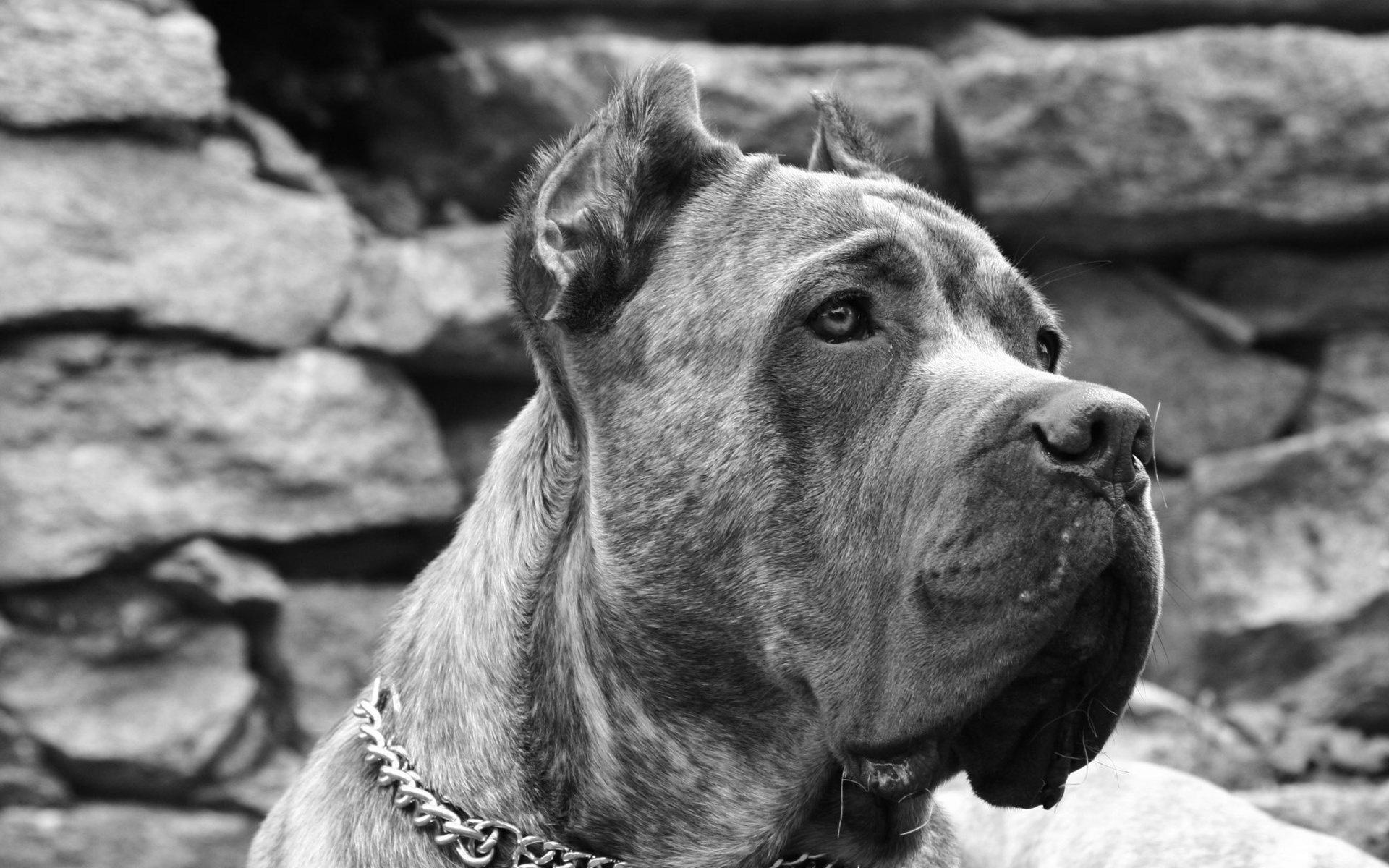 Black Cane Corso Wallpapers - Top Free Black Cane Corso Backgrounds ...