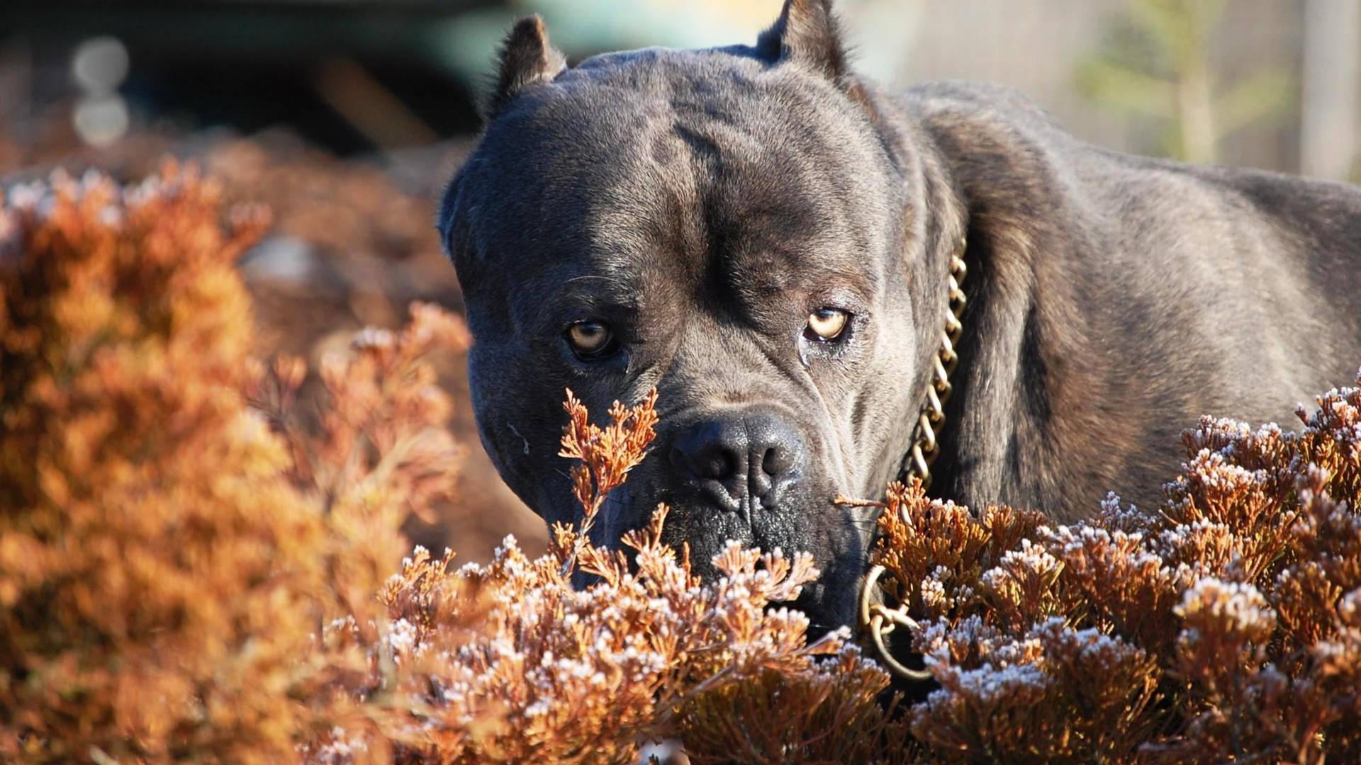 Black Cane Corso Wallpapers - Top Free Black Cane Corso Backgrounds ...