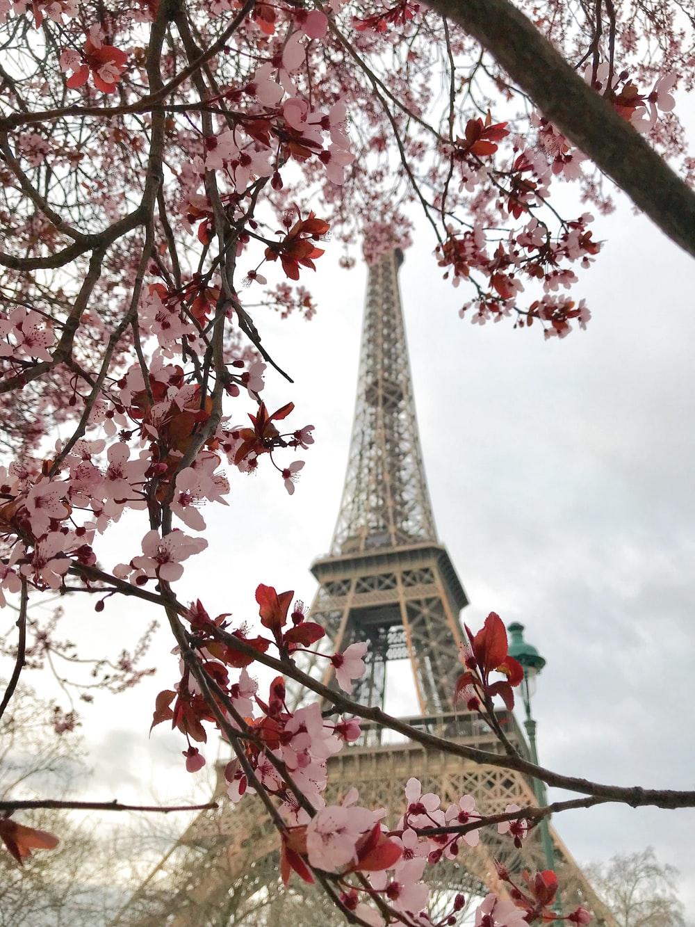 Paris Floral Wallpapers - Top Free Paris Floral Backgrounds ...