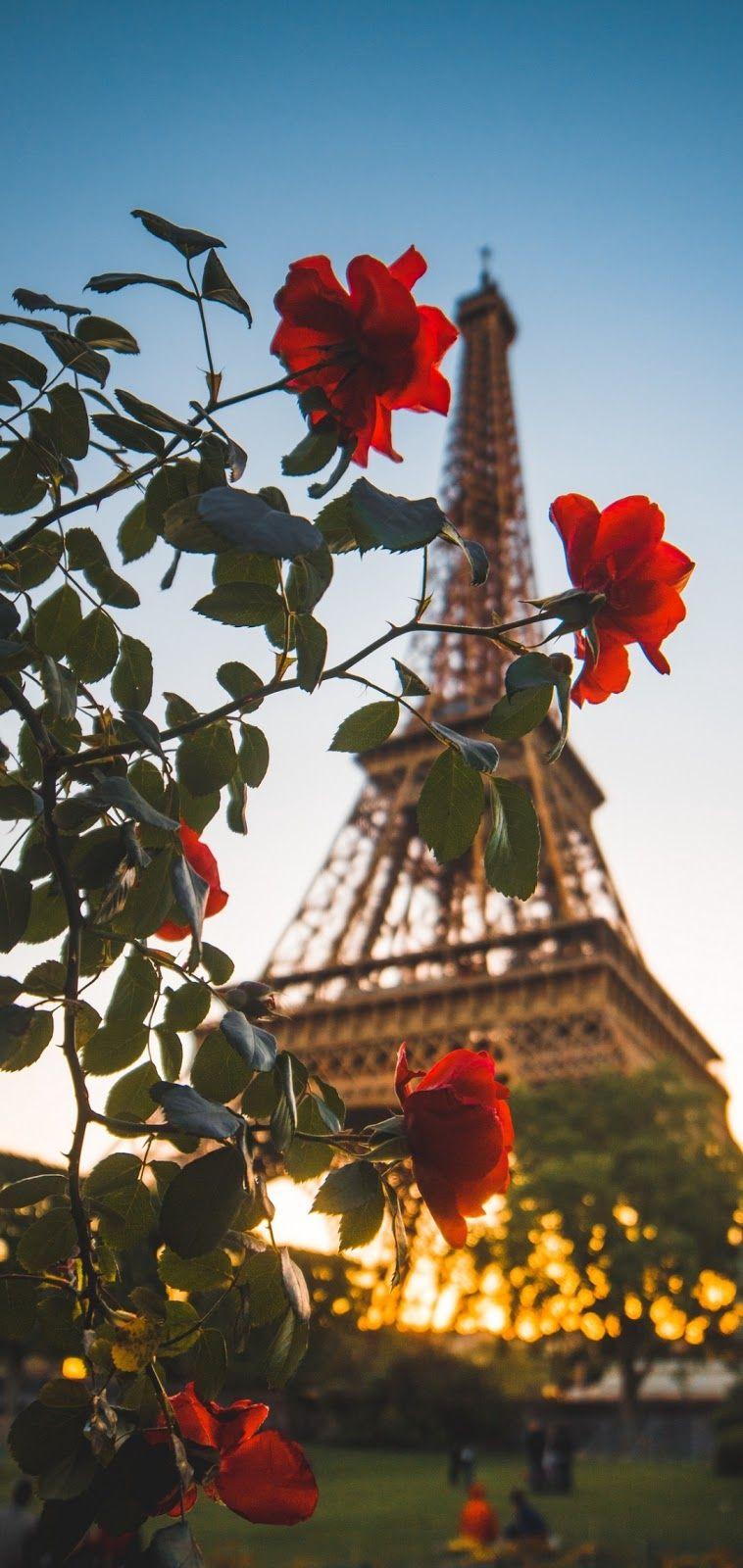 Paris Floral Wallpapers - Top Free Paris Floral Backgrounds ...
