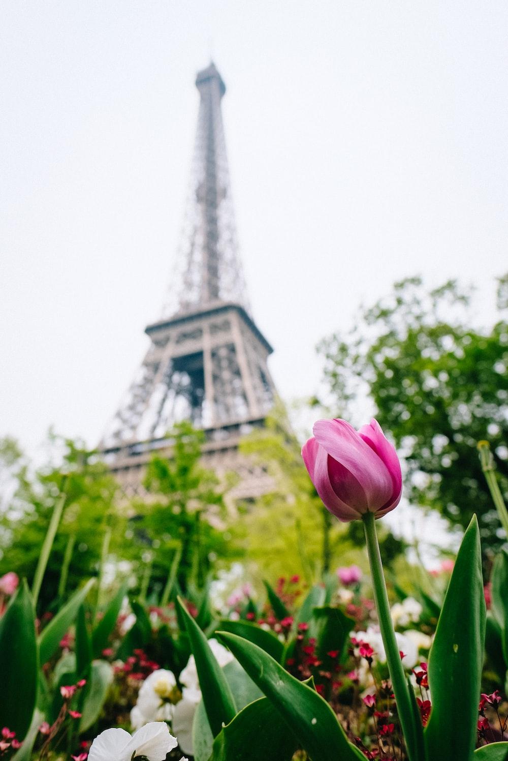 Paris Floral Wallpapers - Top Free Paris Floral Backgrounds ...