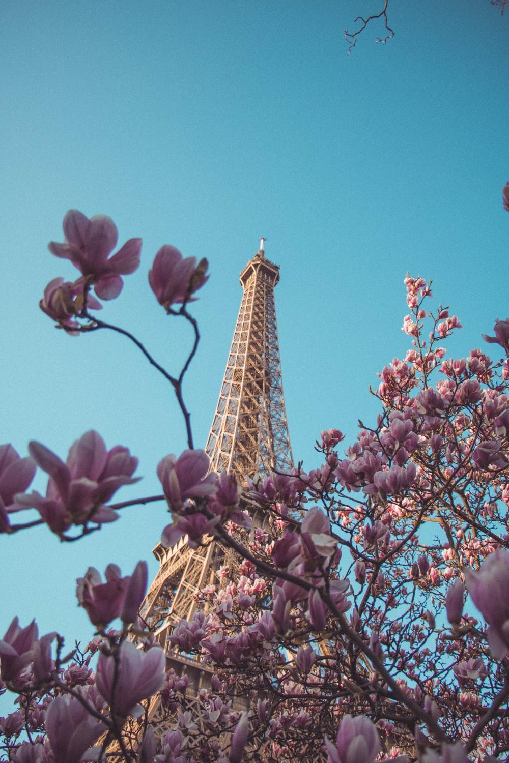 Paris Floral Wallpapers - Top Free Paris Floral Backgrounds ...