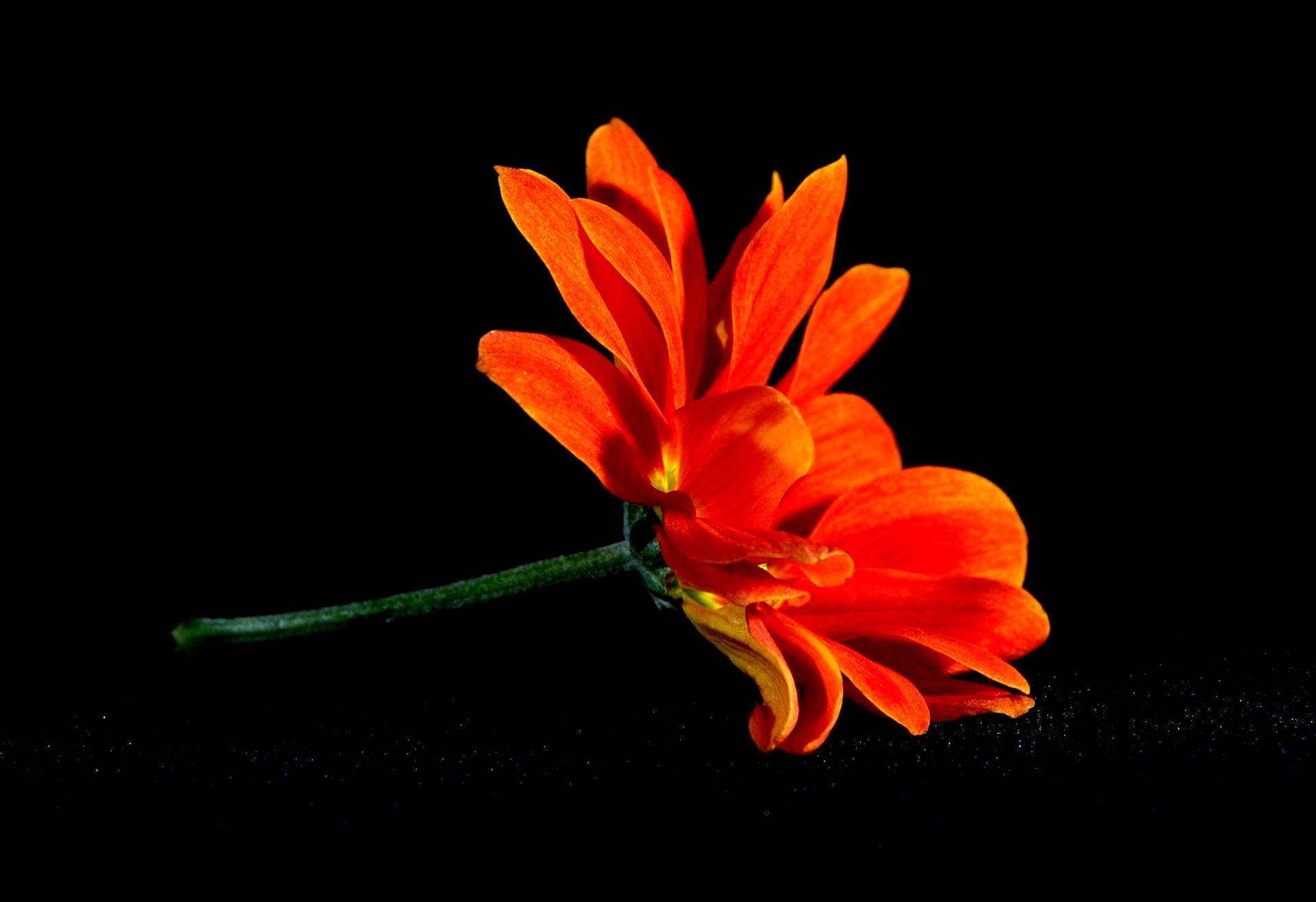 Orange Flower Computer Wallpapers - Top Free Orange Flower Computer ...