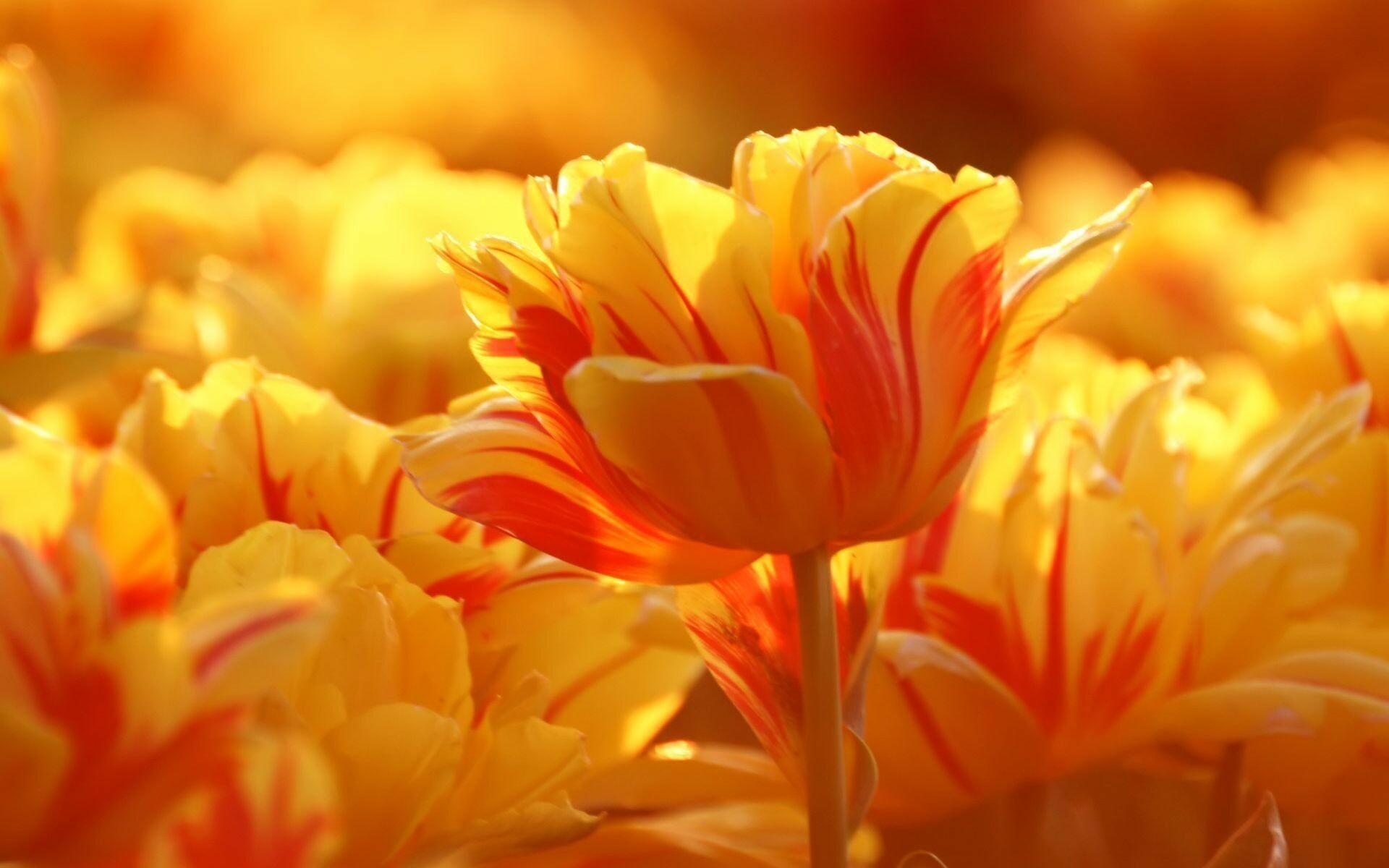 Orange Flower Computer Wallpapers - Top Free Orange Flower Computer ...