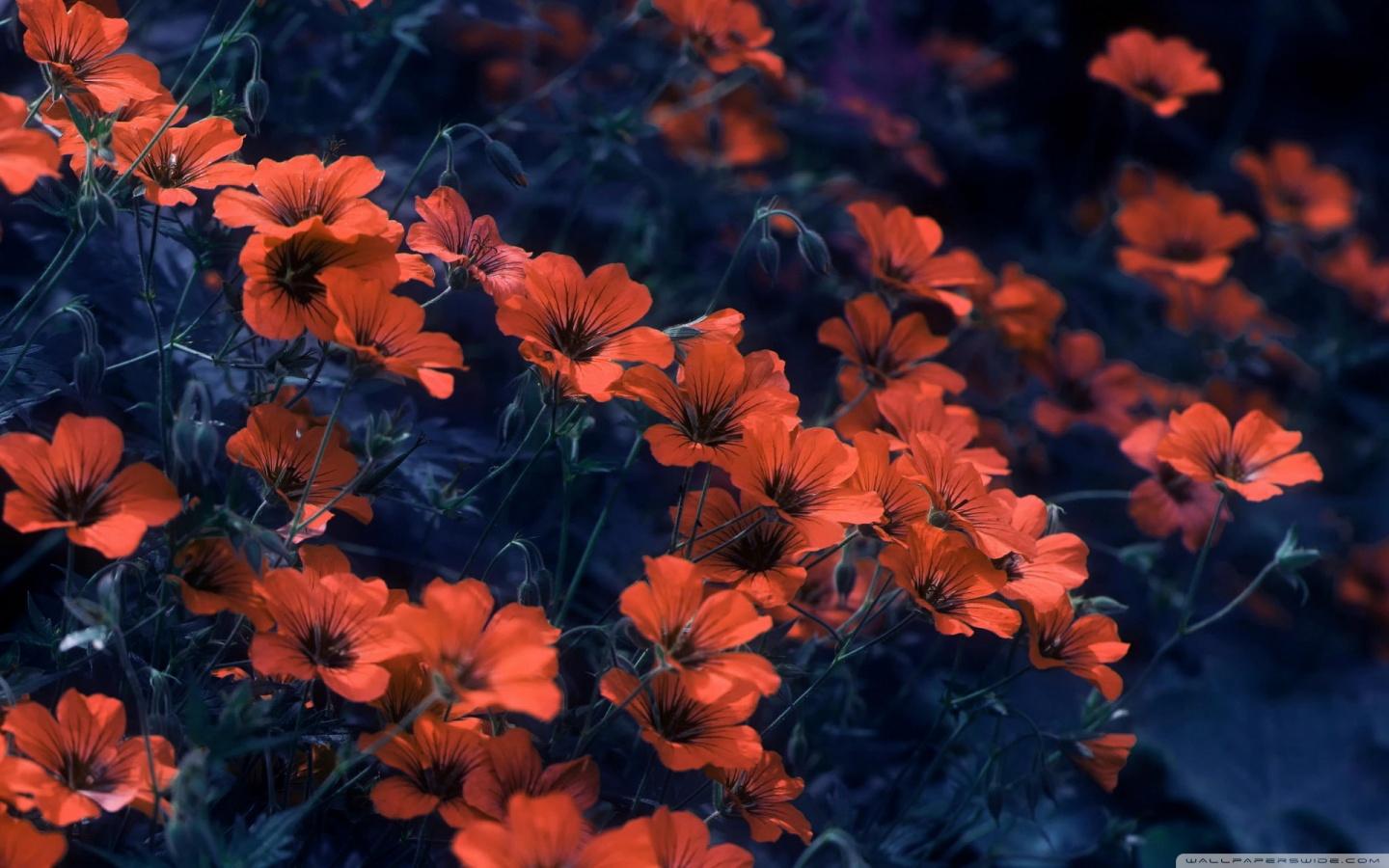 Orange Flower Computer Wallpapers - Top Free Orange Flower Computer ...