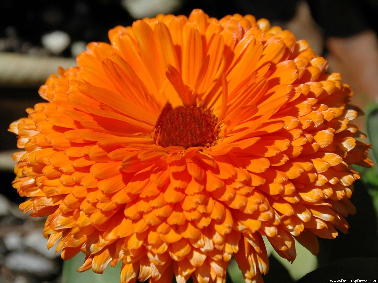 Orange Flower Computer Wallpapers - Top Free Orange Flower Computer ...