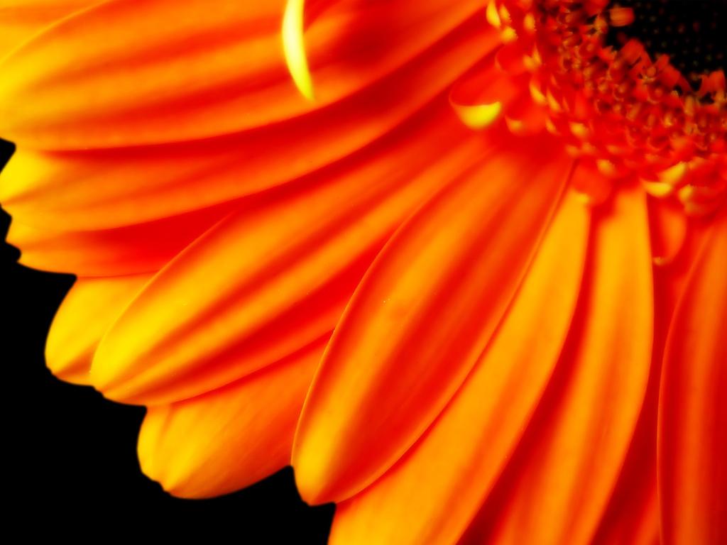 Orange Flower Computer Wallpapers - Top Free Orange Flower Computer ...