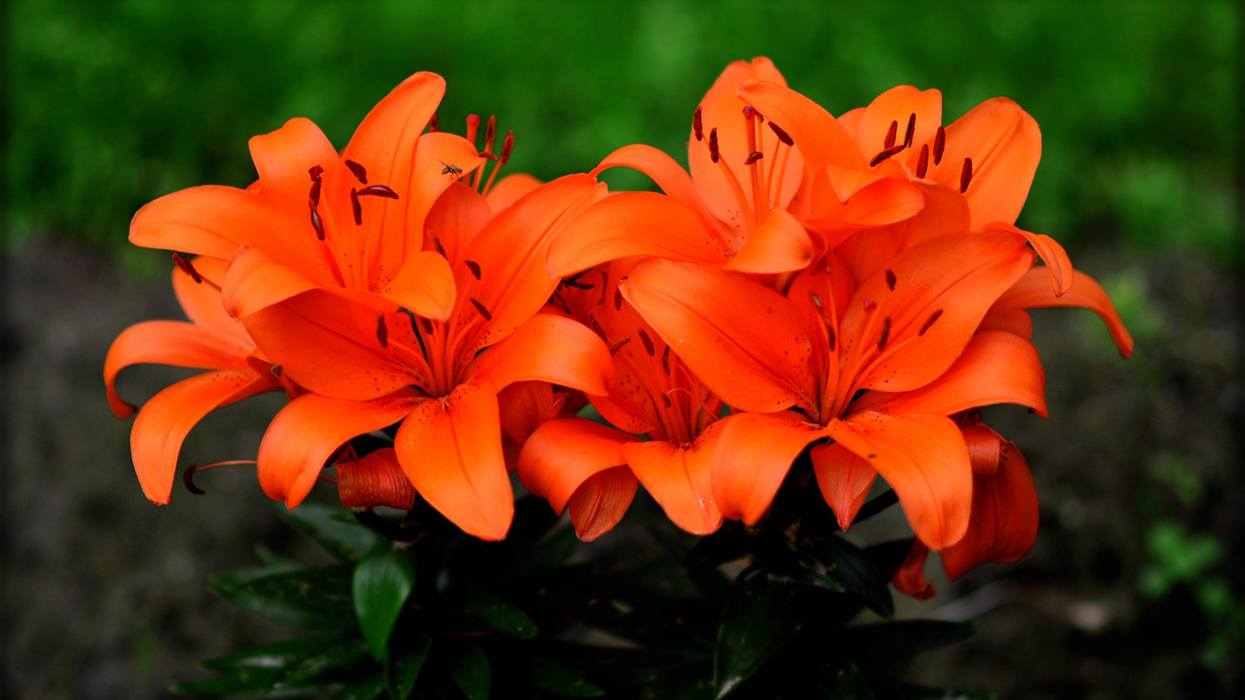 Orange Flower Computer Wallpapers - Top Free Orange Flower Computer ...