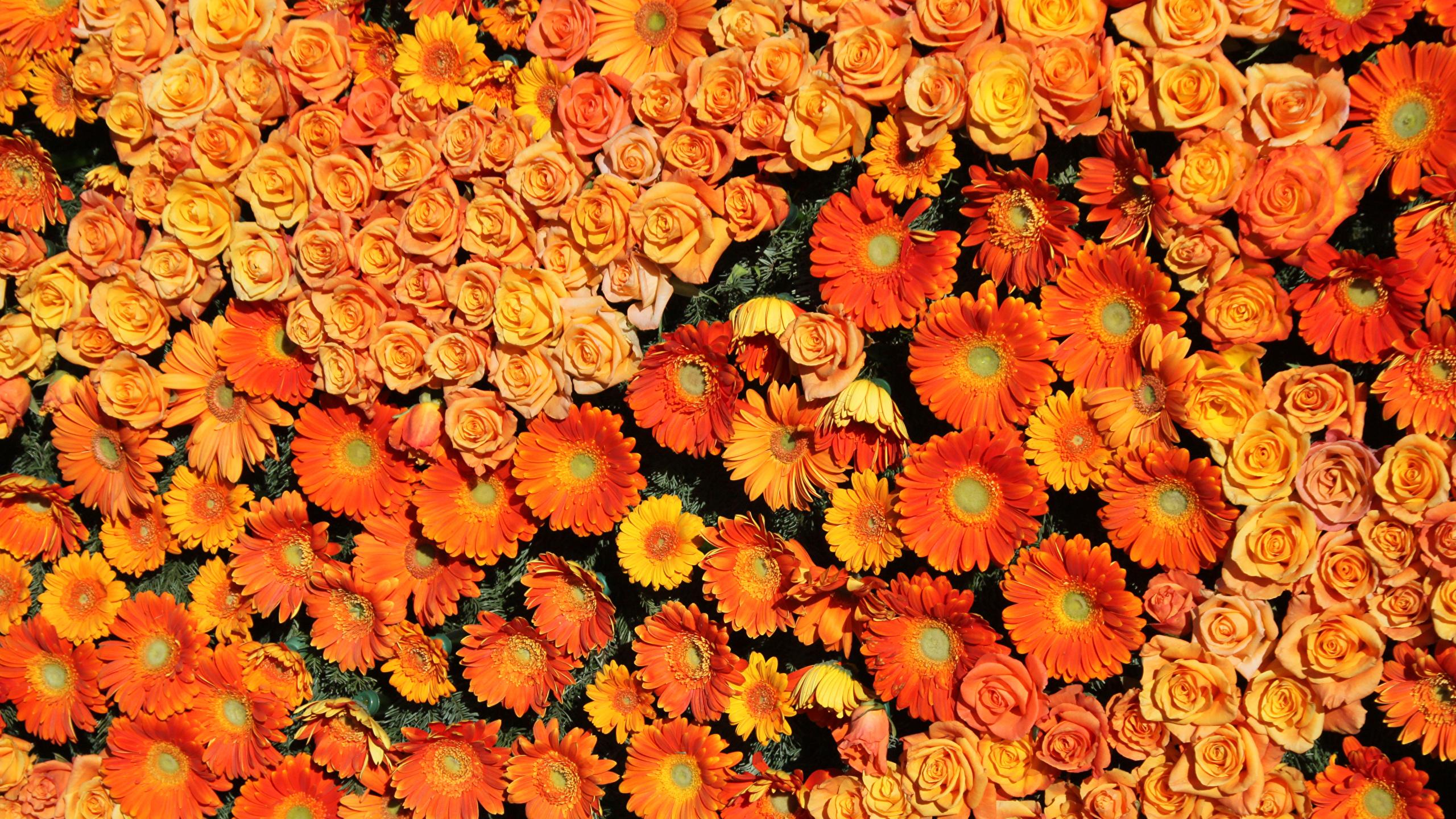 Orange Flower Computer Wallpapers - Top Free Orange Flower Computer ...