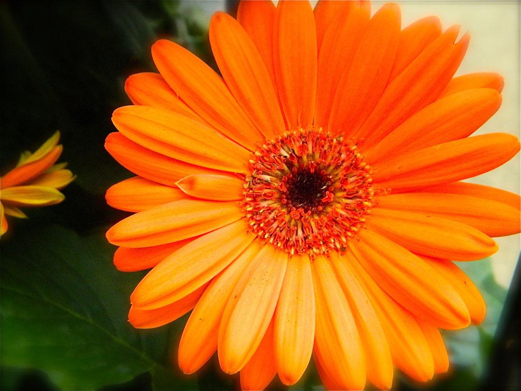 Orange Flower Computer Wallpapers - Top Free Orange Flower Computer ...