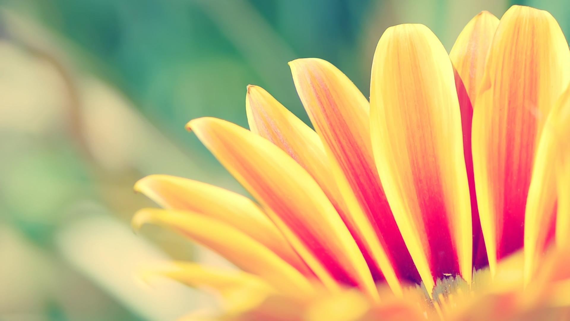 Orange Flower Computer Wallpapers - Top Free Orange Flower Computer ...