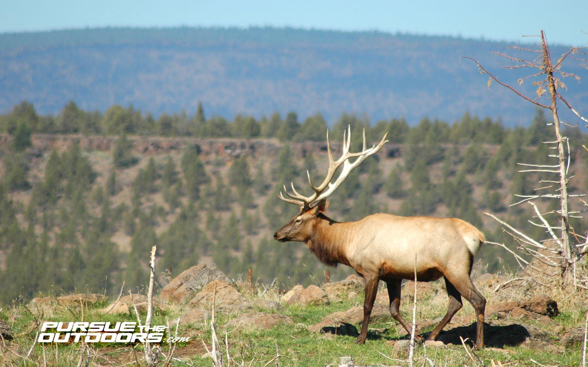 Hunting and Fishing Wallpapers - Top Free Hunting and Fishing ...