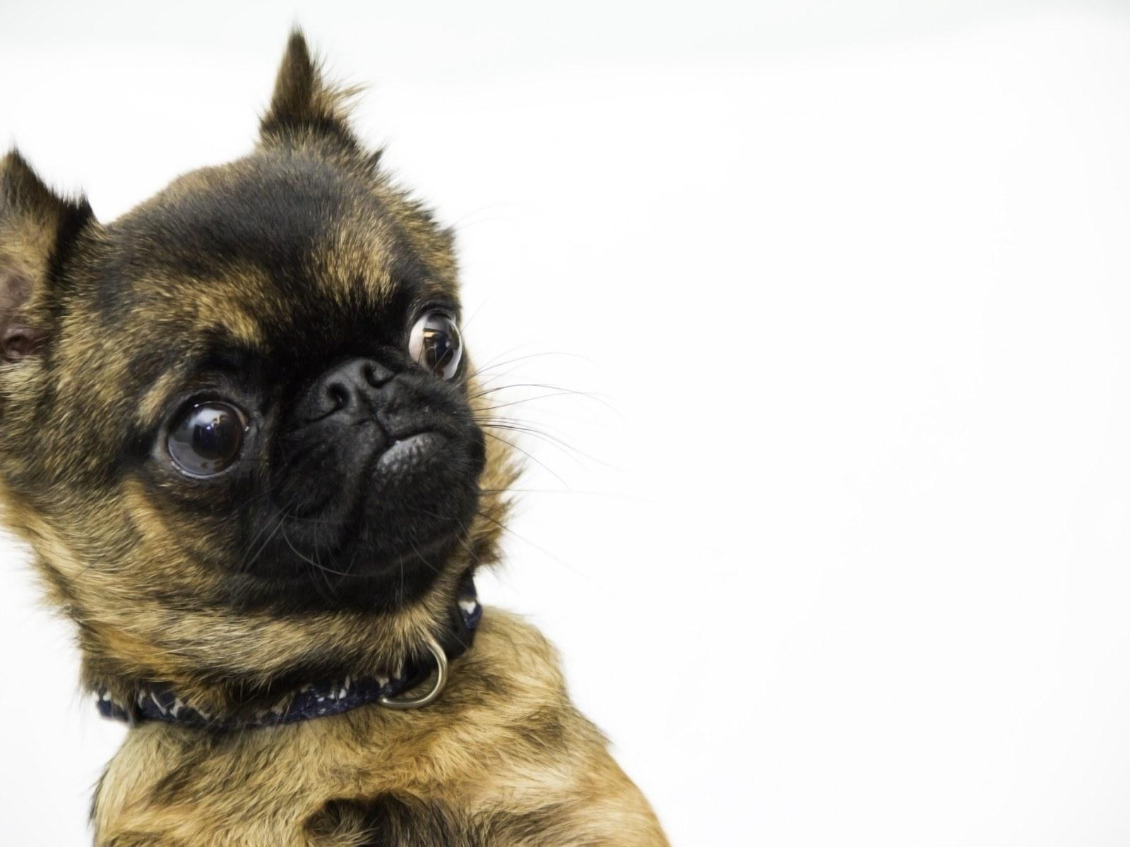 Cute Funny Dog Wallpapers - Top Free Cute Funny Dog Backgrounds ...