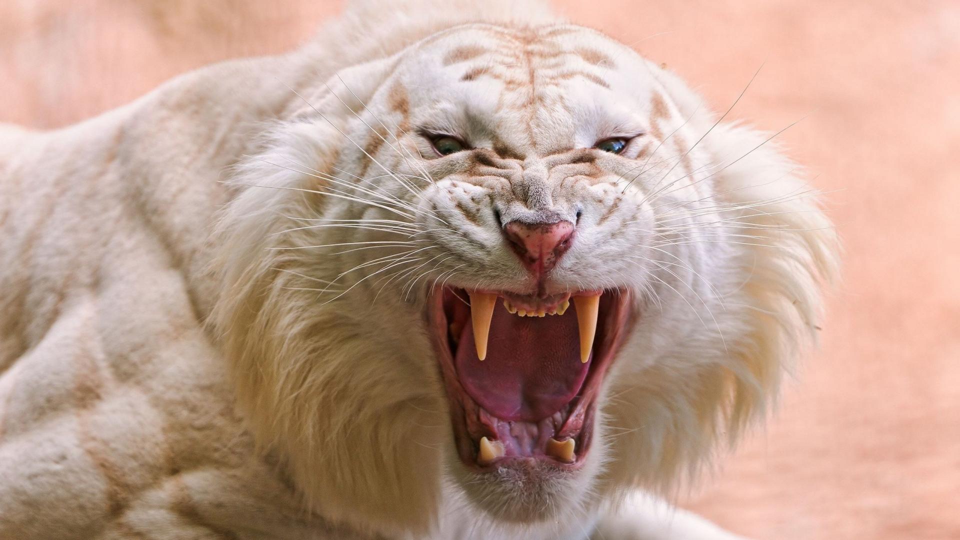 Angry White Tiger Wallpapers - Top Free Angry White Tiger Backgrounds ...