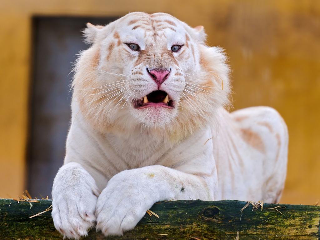 Angry White Tiger Wallpapers - Top Free Angry White Tiger Backgrounds ...