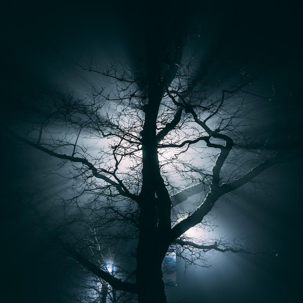 Creepy Tree Wallpapers - Top Free Creepy Tree Backgrounds - WallpaperAccess