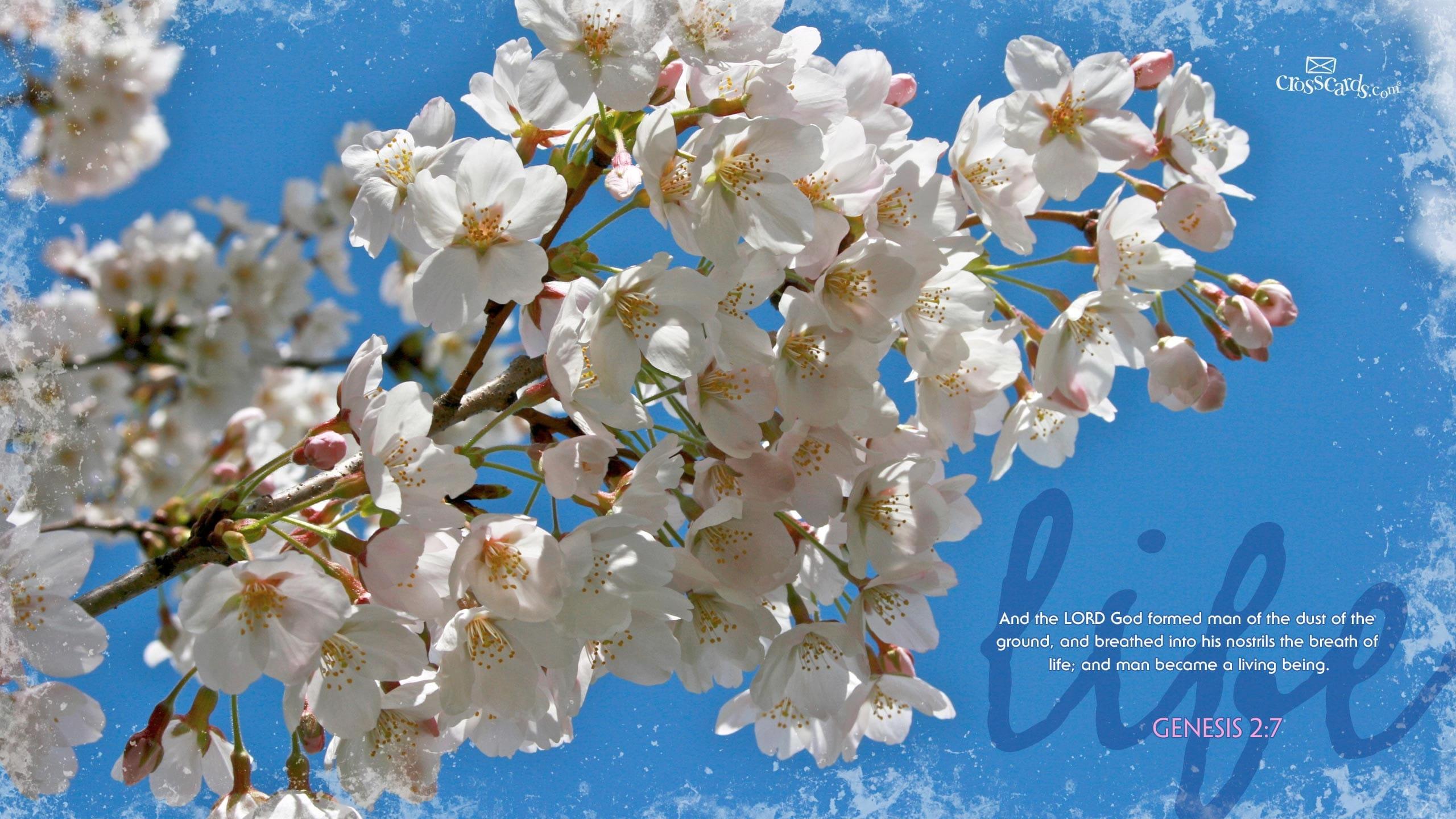 Genesis Bible Wallpapers - Top Free Genesis Bible Backgrounds ...