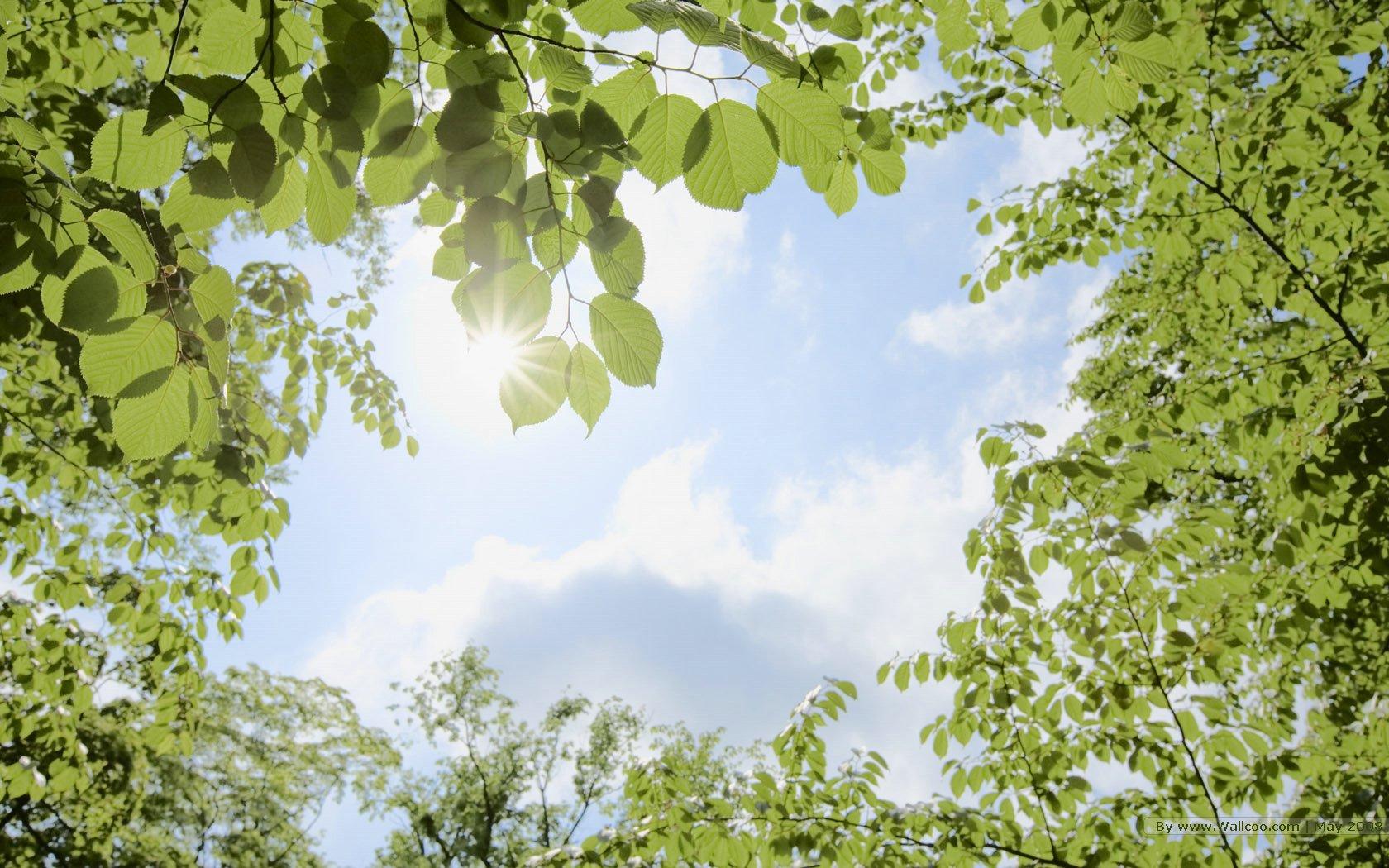 Tree and Sky Wallpapers - Top Free Tree and Sky Backgrounds ...